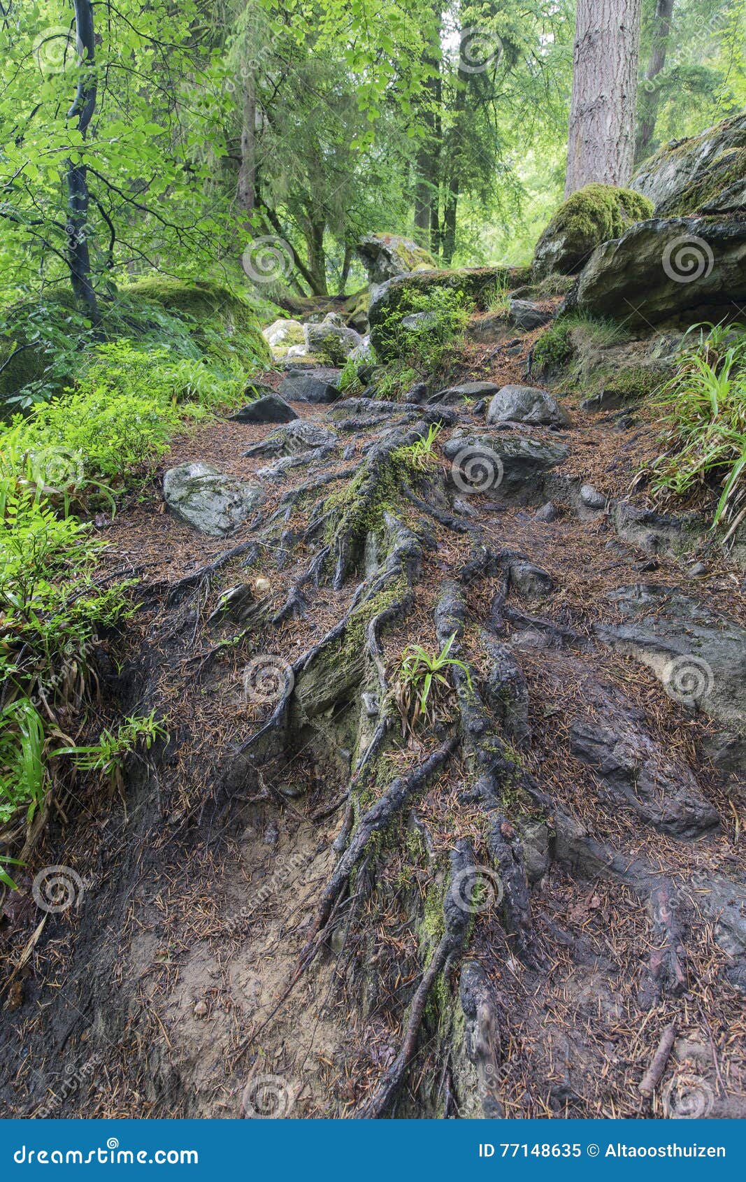 Wet Tree Trunk and Green Moss in Forest Close-up Stock Image - Image of ...