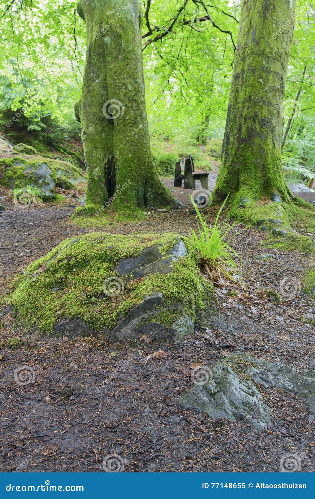 Wet Tree Trunk and Green Moss in Forest Close-up Stock Image - Image of ...