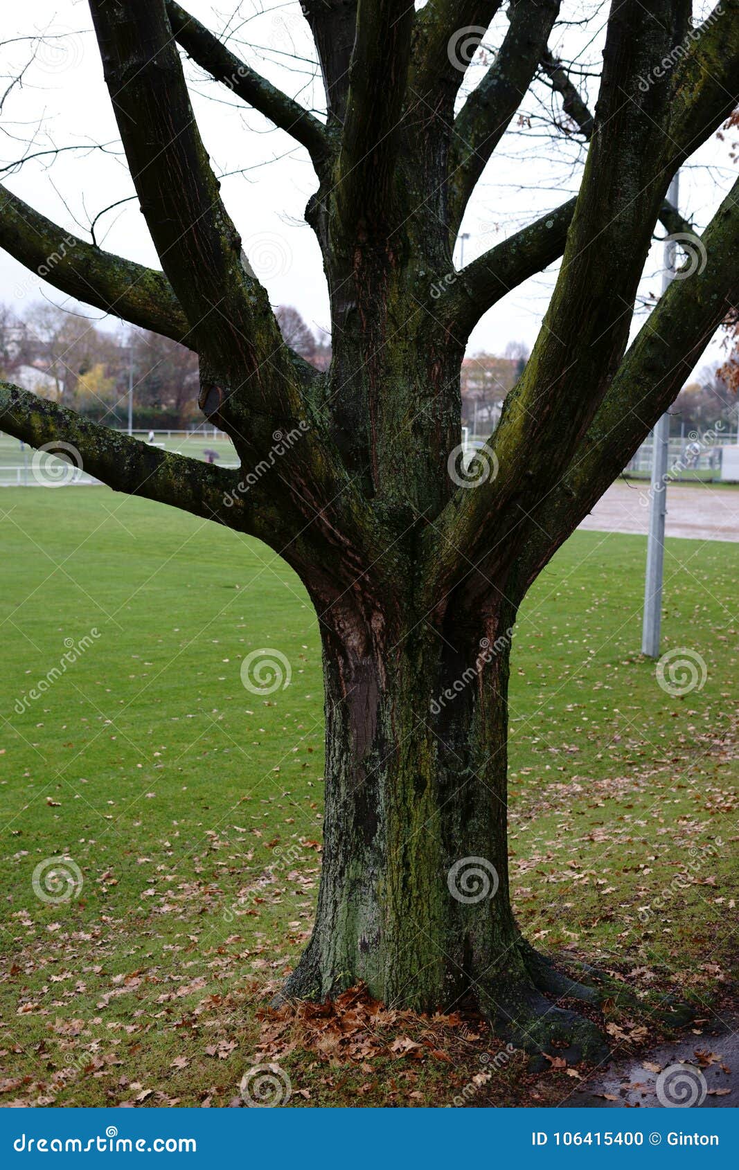 Wet tree stock photo. Image of moss, leaves, rain, weather - 106415400