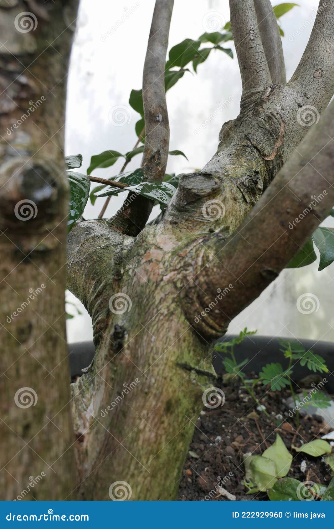 Wet tree trunks after rain stock photo. Image of produce - 222929960