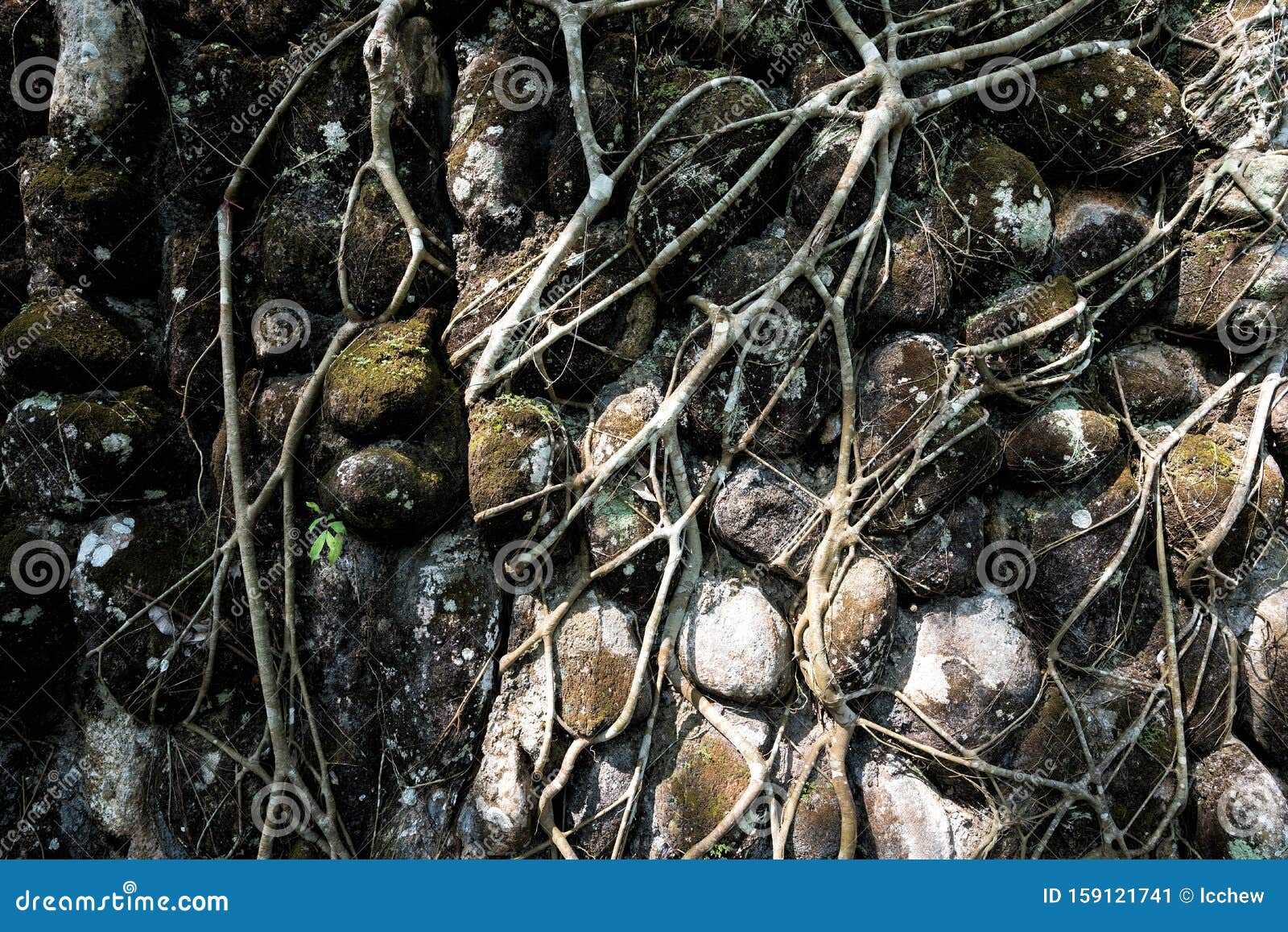 Old Tree root stock image. Image of growth, ground, trunk - 159121741