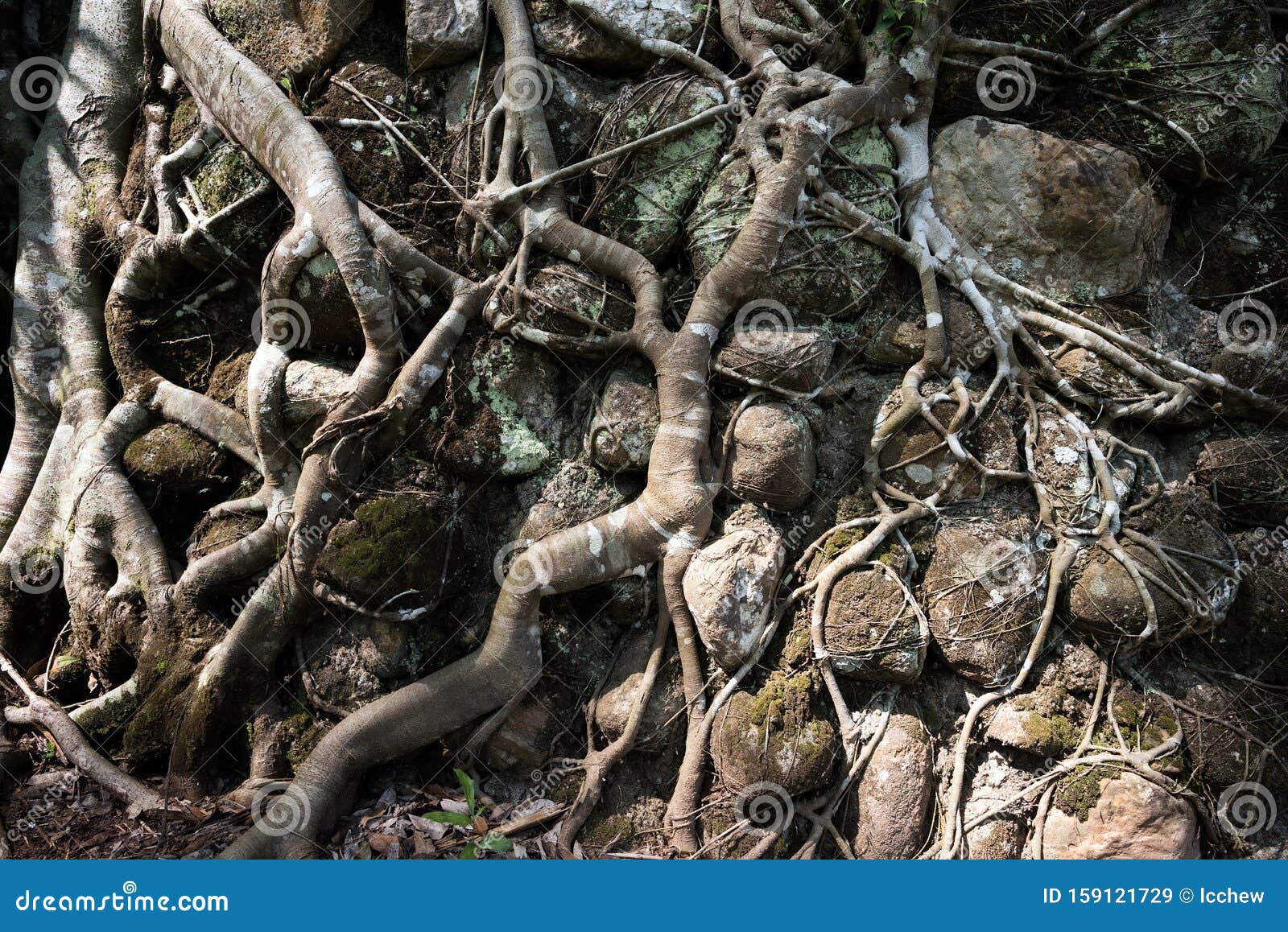 Old Tree root stock image. Image of malaysia, tree, forest - 159121729