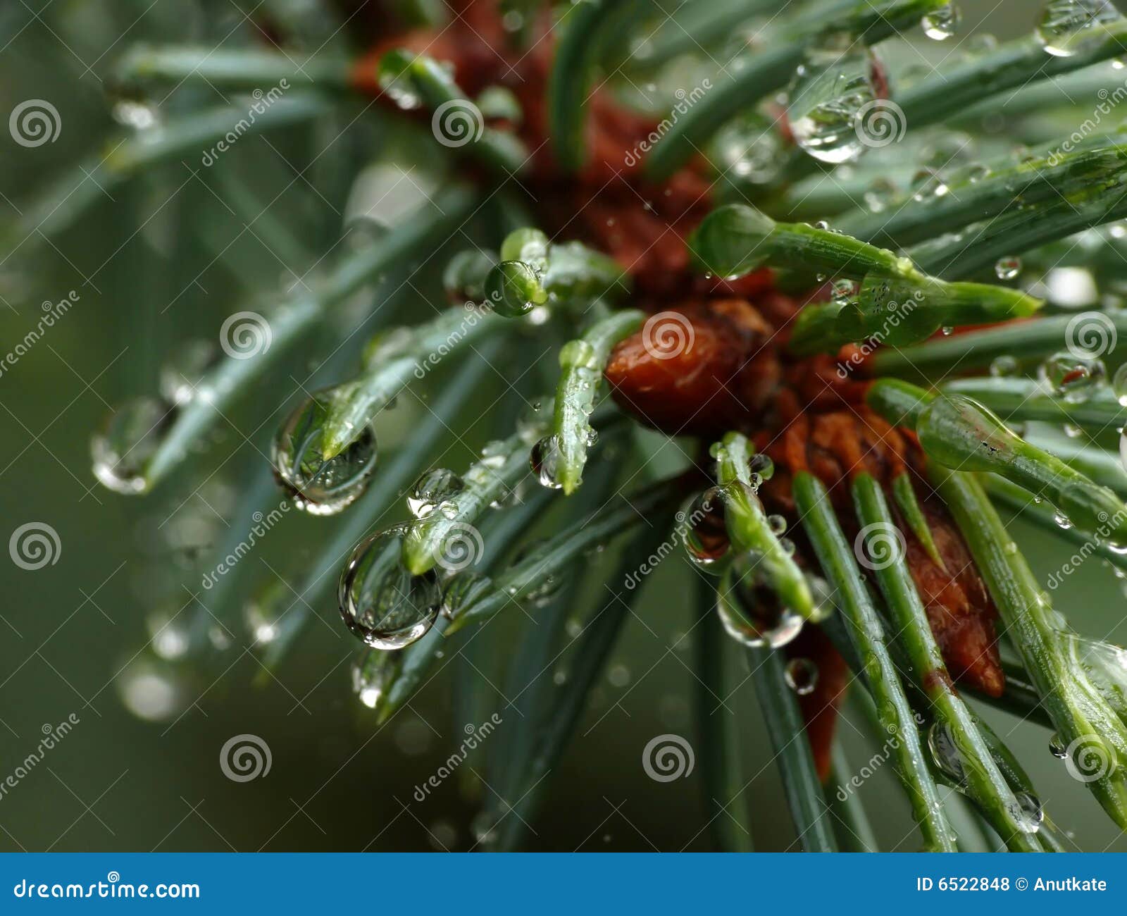 Wet twig stock photo. Image of green, water, droplet, spruce - 6522848