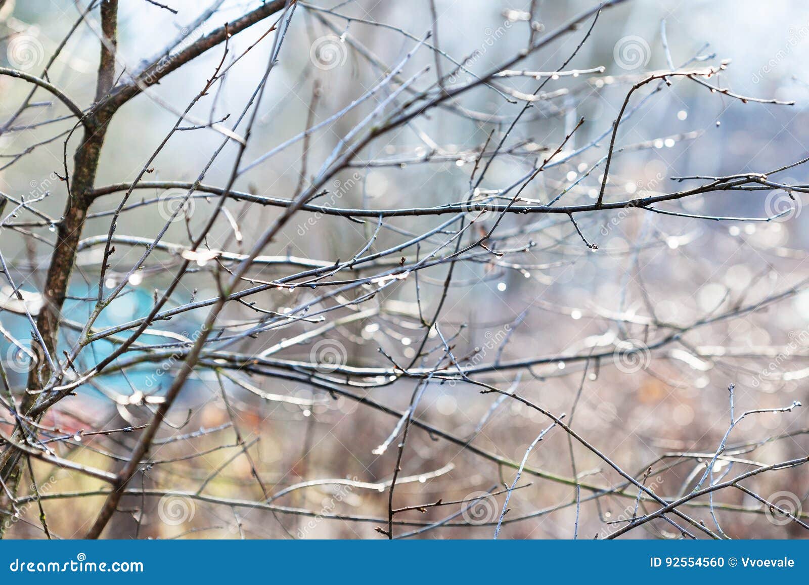 Wet Twigs of Bare Tree with Raindrops in Garden Stock Photo - Image of trunk, weather: 92554560
