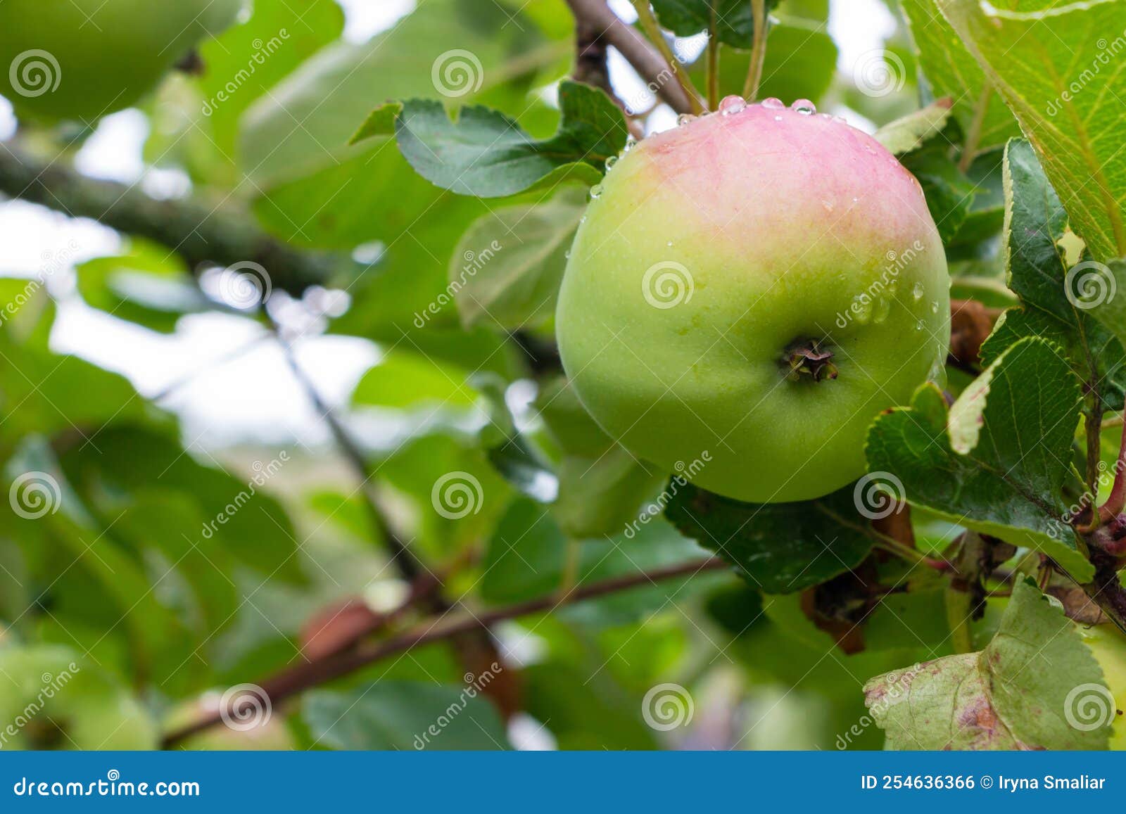 Wet Unripe Apples on a Tree with Green Leaves in Summer Stock Photo ...