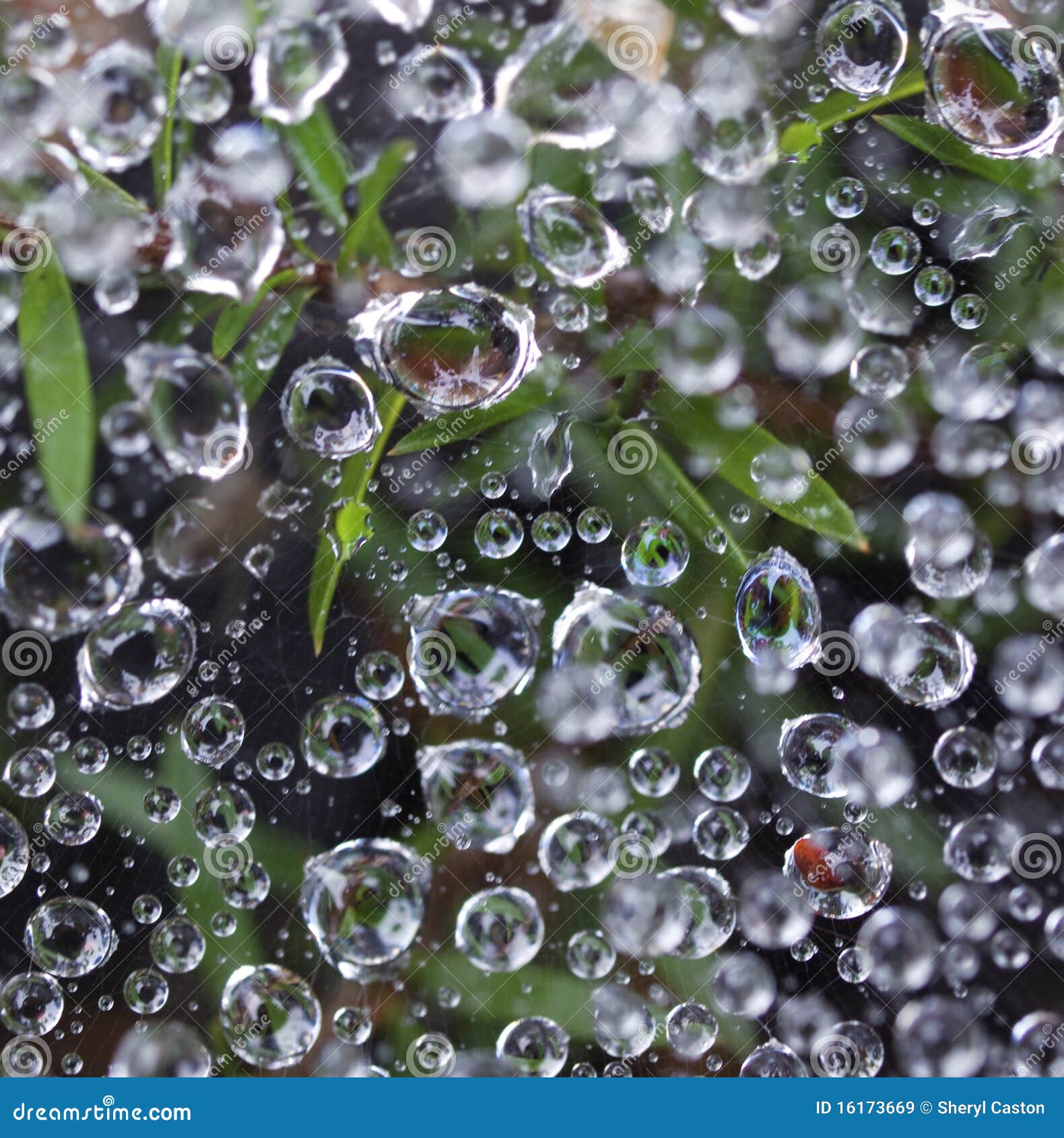 Wet Weather Spring Rain Water Raindrops Close Up Stock Image - Image of ...