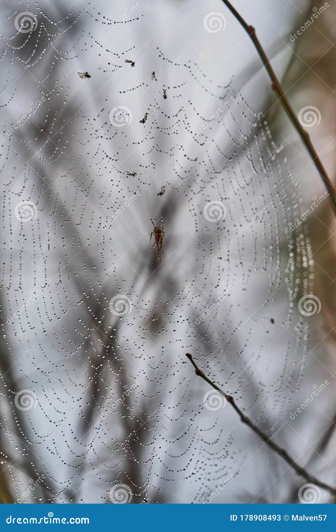Wet Web on a Gray Spotty Background Stock Image - Image of closeup ...