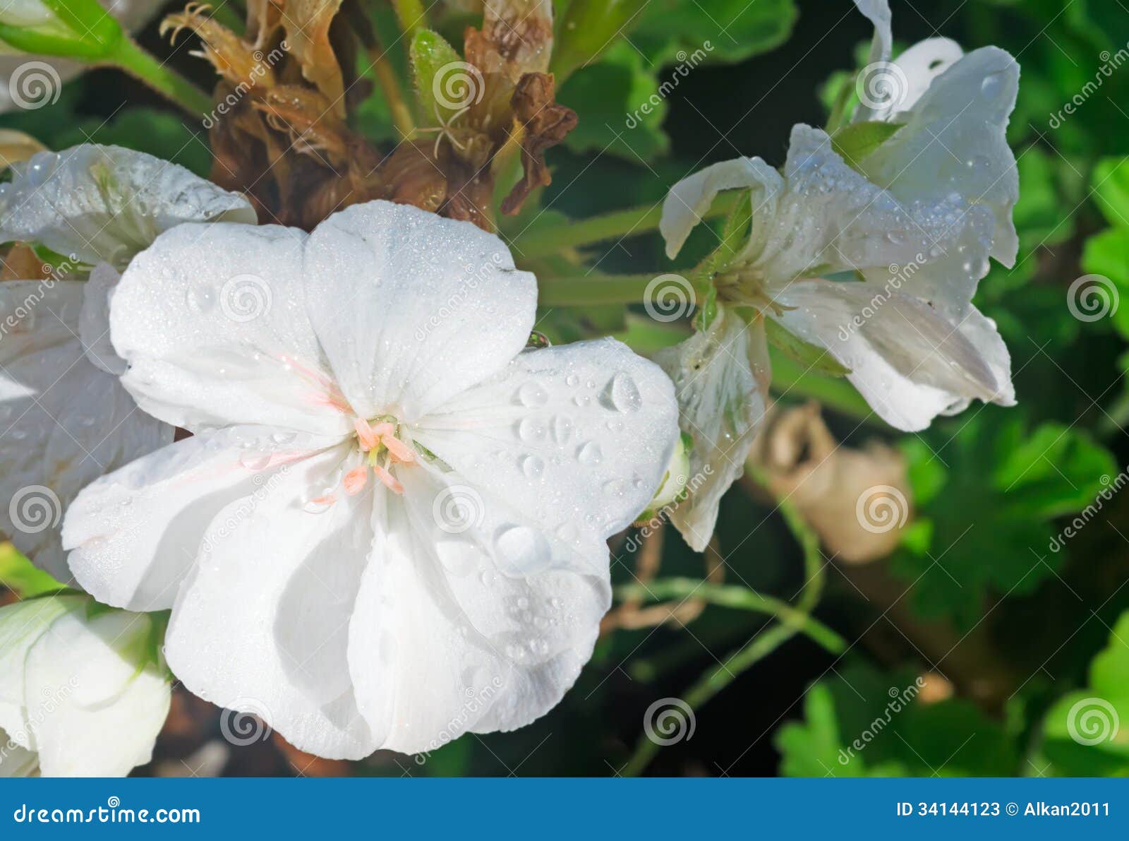 Wet white geraniums stock image. Image of closeup, flora - 34144123