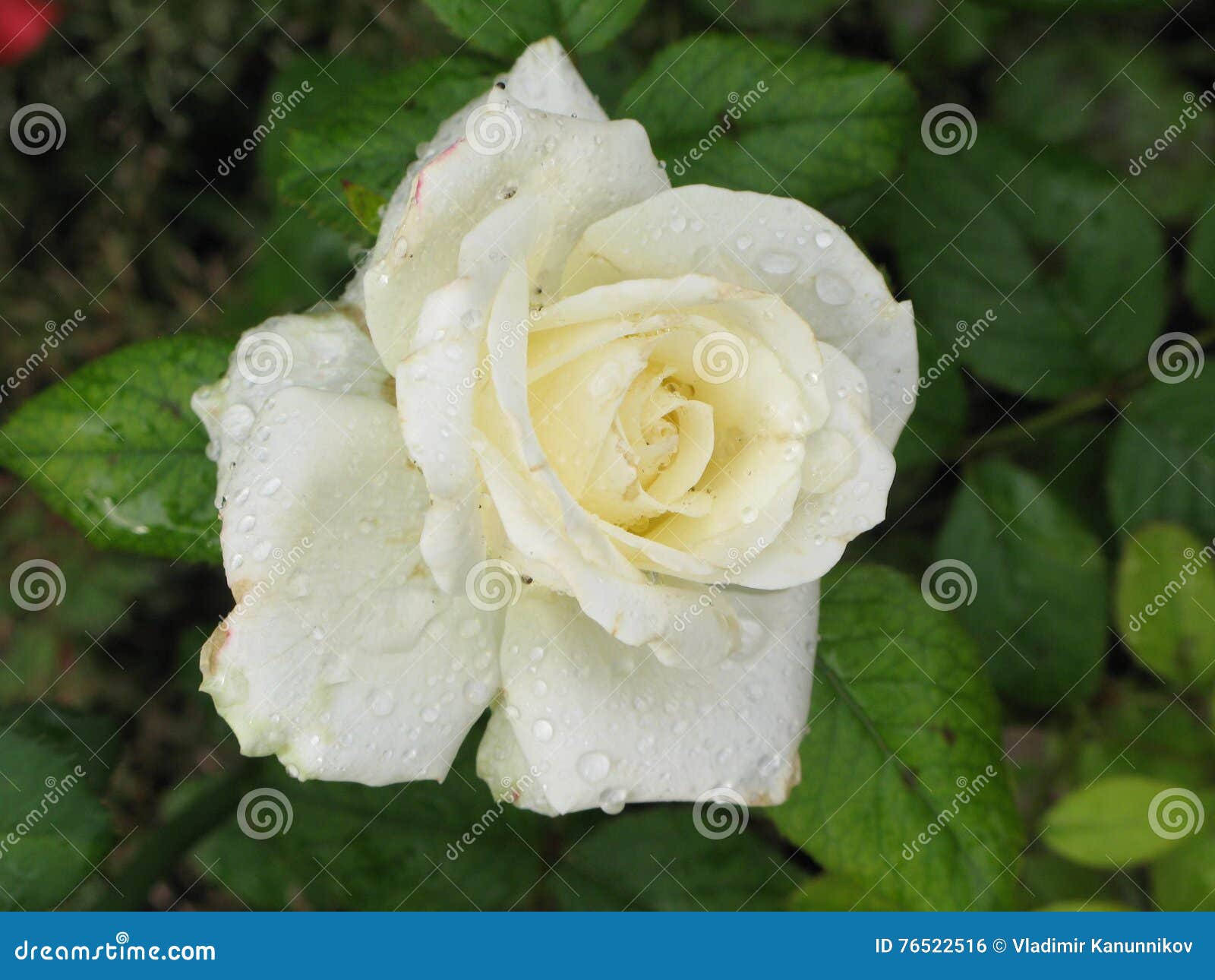Wet White Rose stock photo. Image of bright, small, rose - 76522516