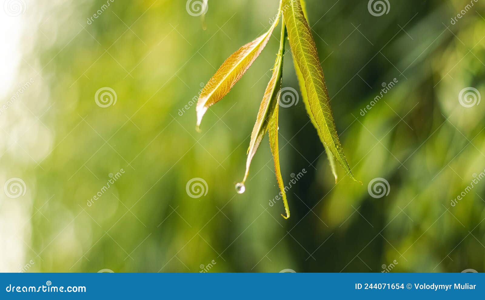 Wet Willow Branch with Green Leaves in the Rain Stock Photo - Image of ...