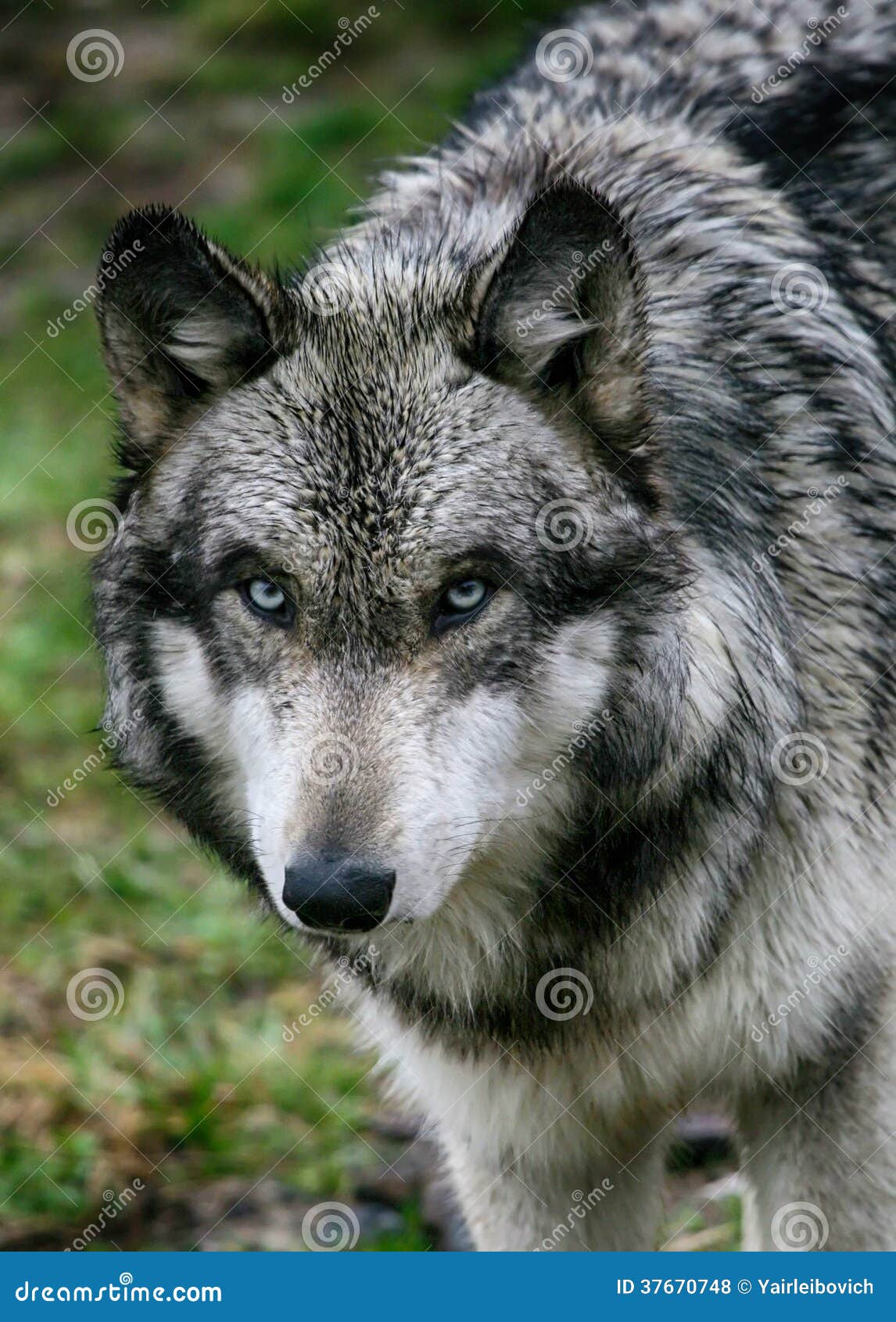 Wet wolf stock photo. Image of portrait, animal, wildlife - 37670748