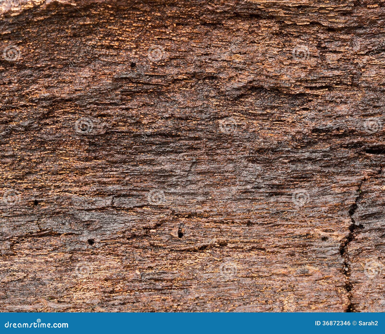 Wet Wood Bark, Damp Texture Stock Photo - Image of close, background ...