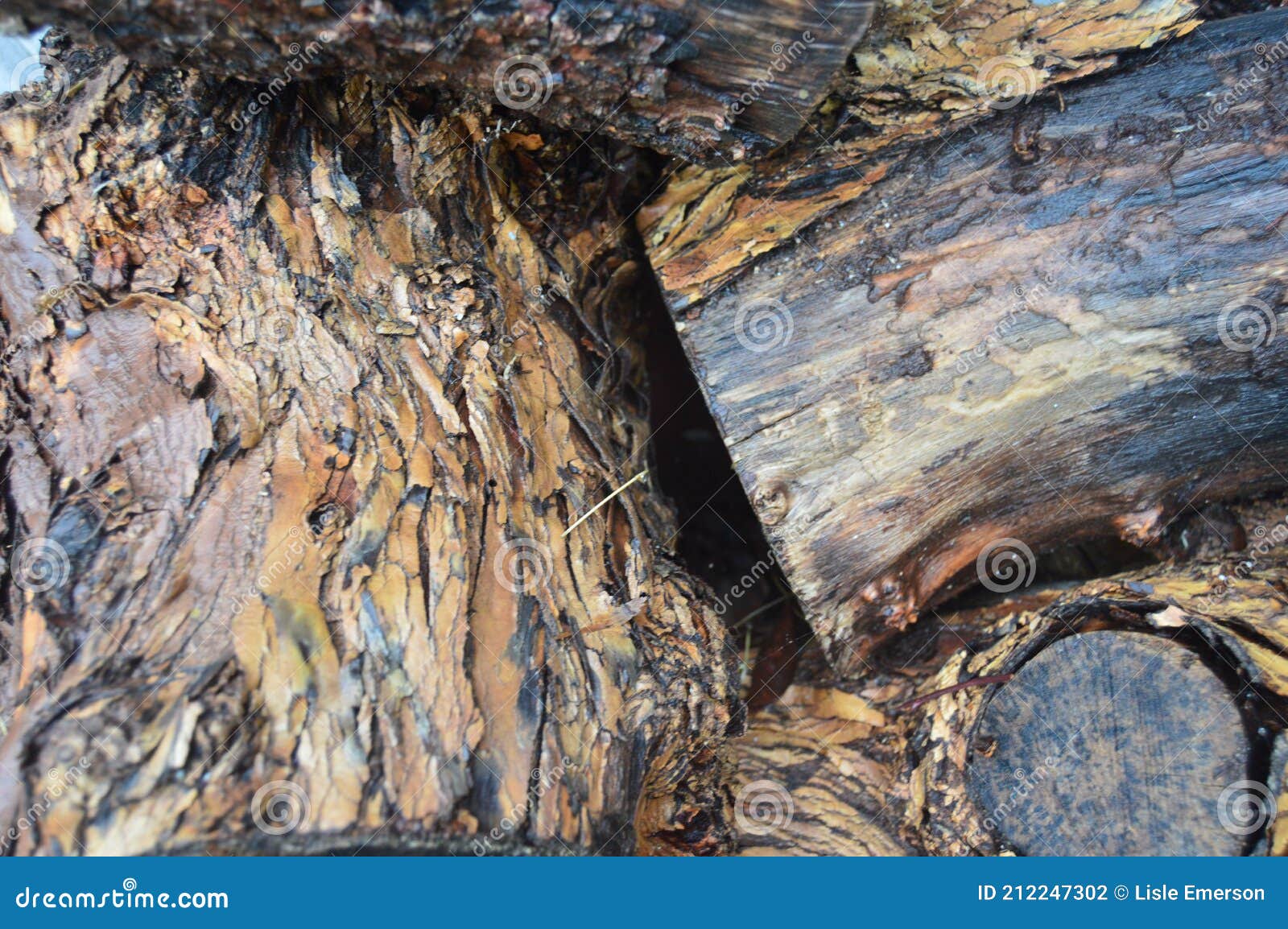 Wet Wood Bark stock photo. Image of stump, cutwood, tree - 212247302
