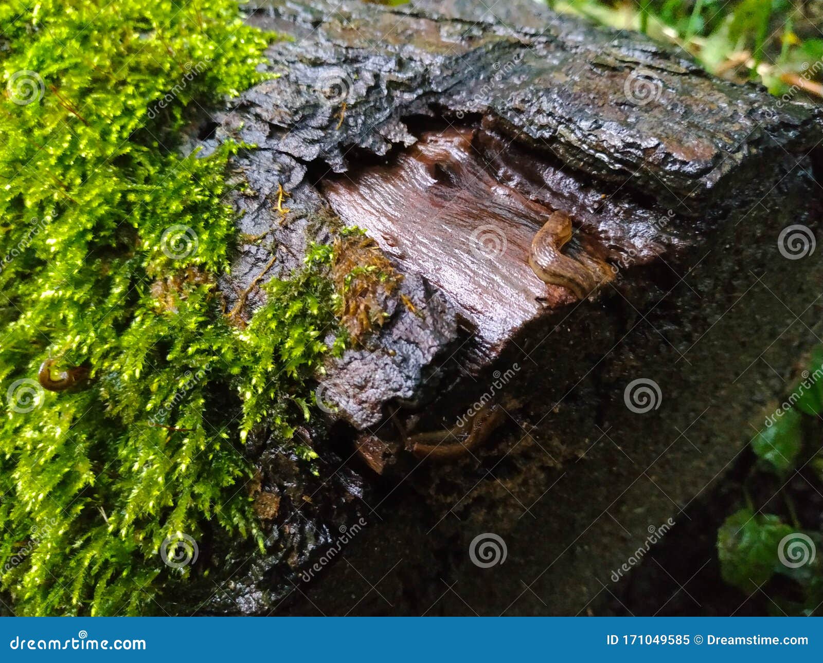 Wet wood log in moss stock image. Image of collecting - 171049585