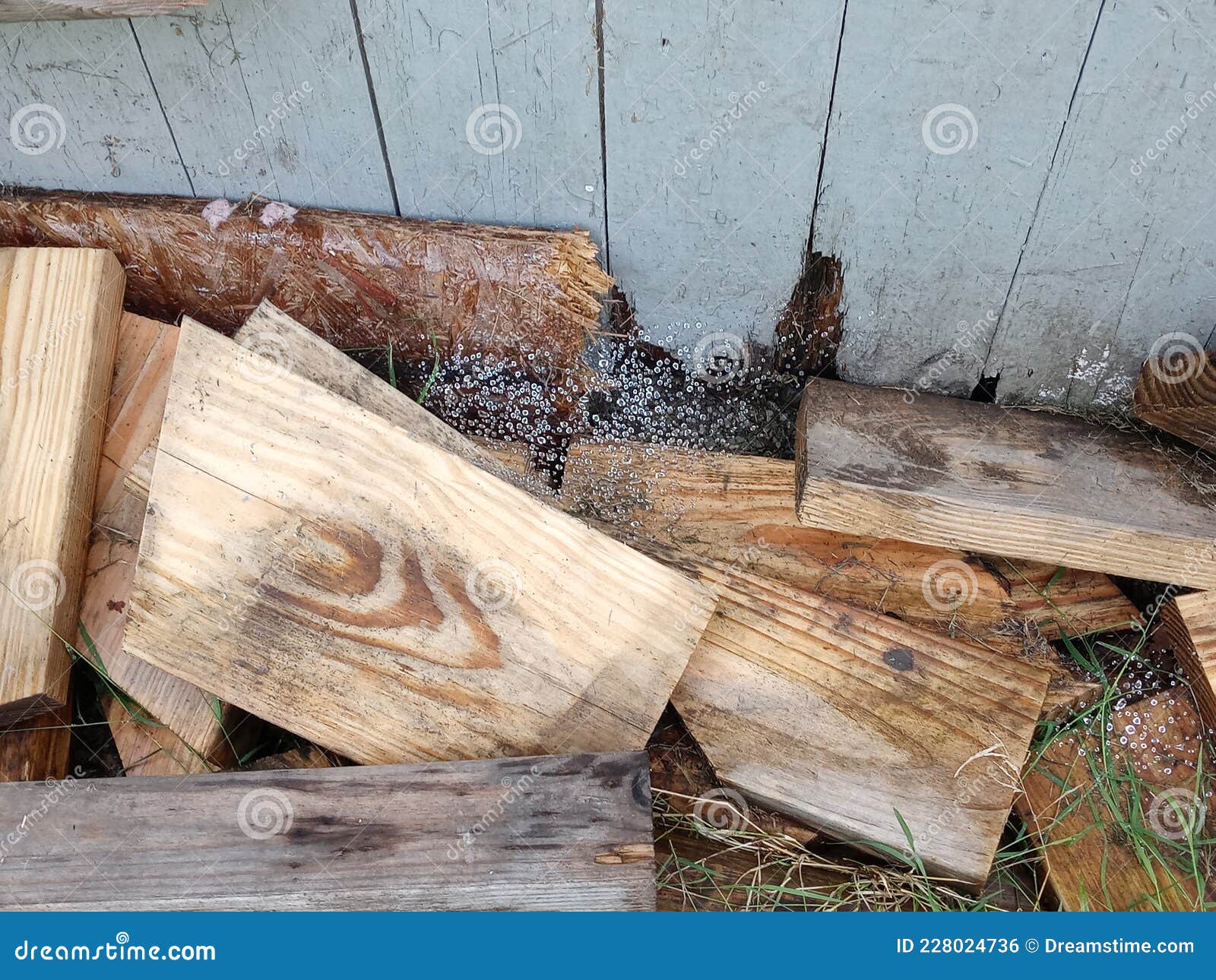Wet wood and web stock photo. Image of wood, droplet - 228024736