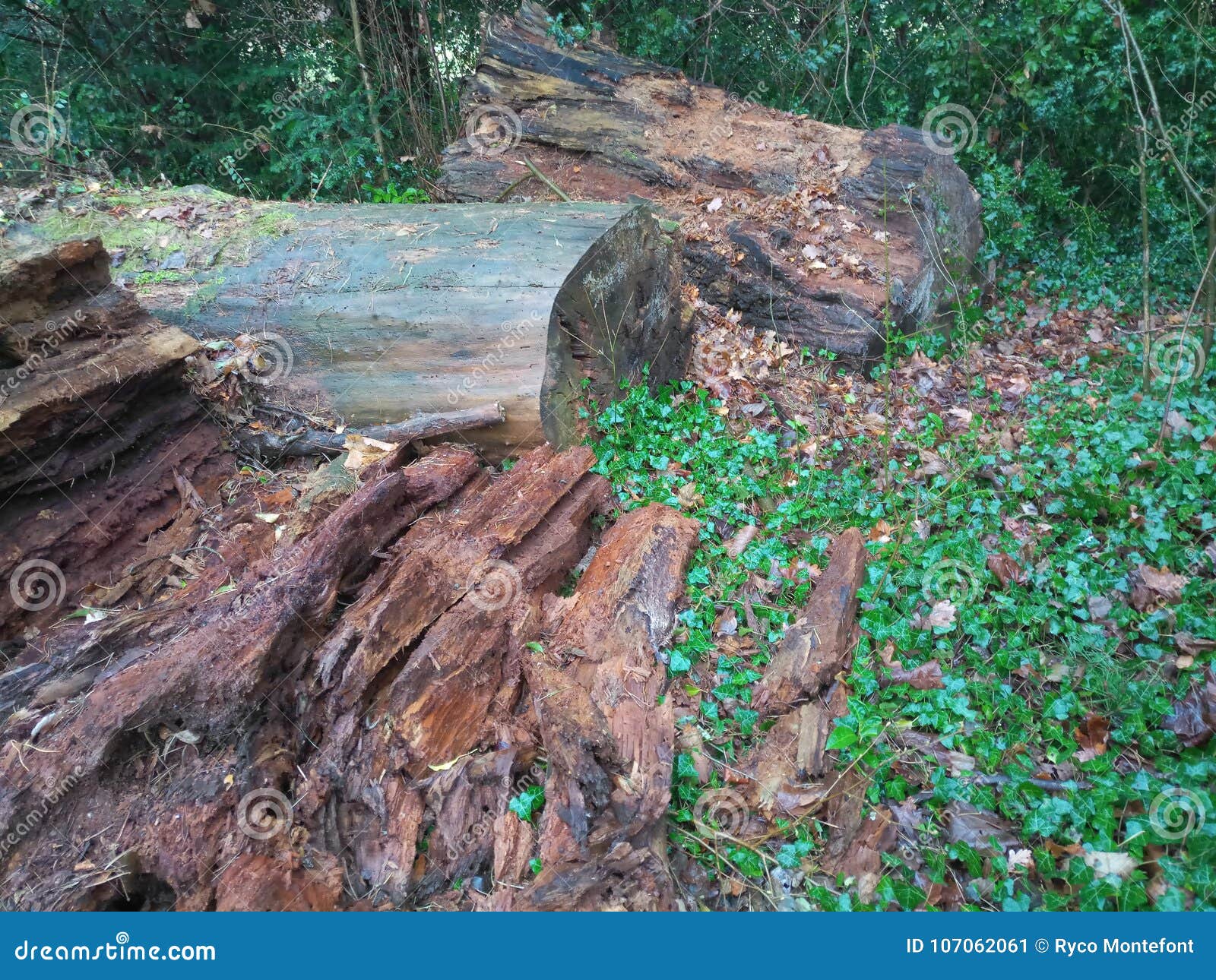 Wet Wooden Tree Trunk in the Grass Stock Image - Image of trunk, tree ...