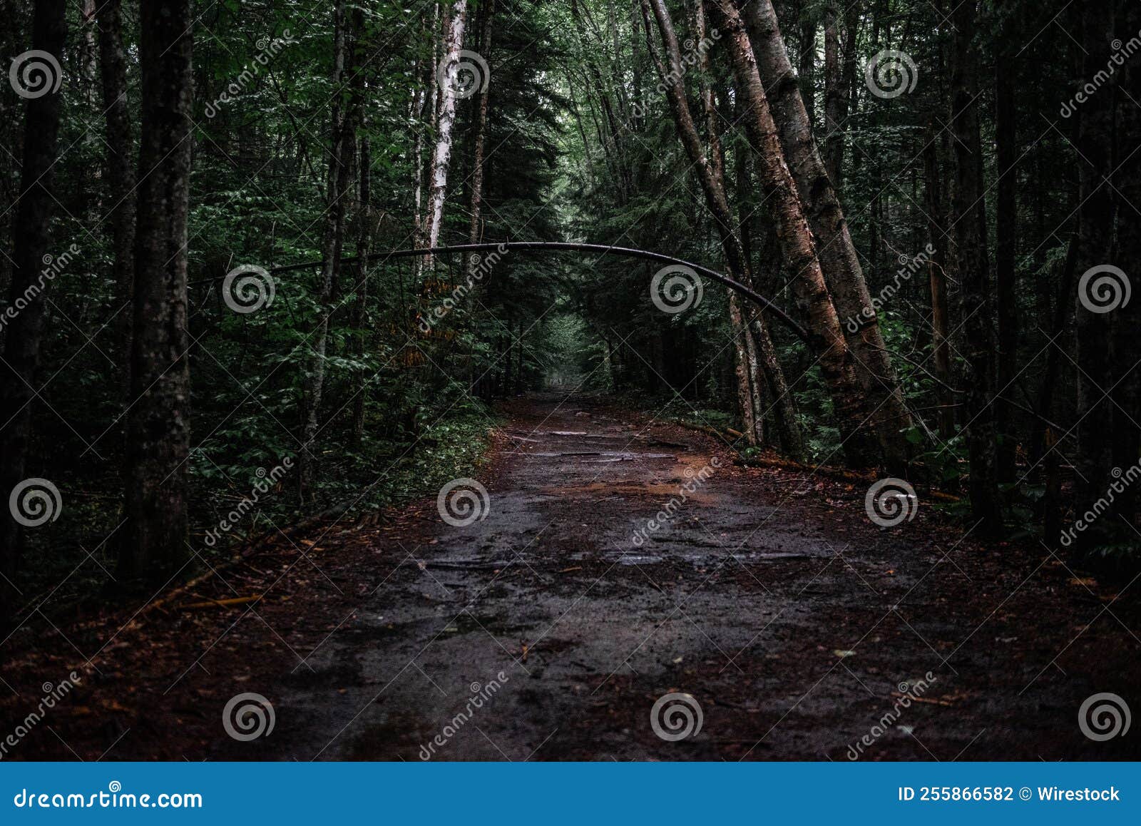 Wet Wooden Walkway through a Dark Forest Under Rain Stock Photo - Image ...