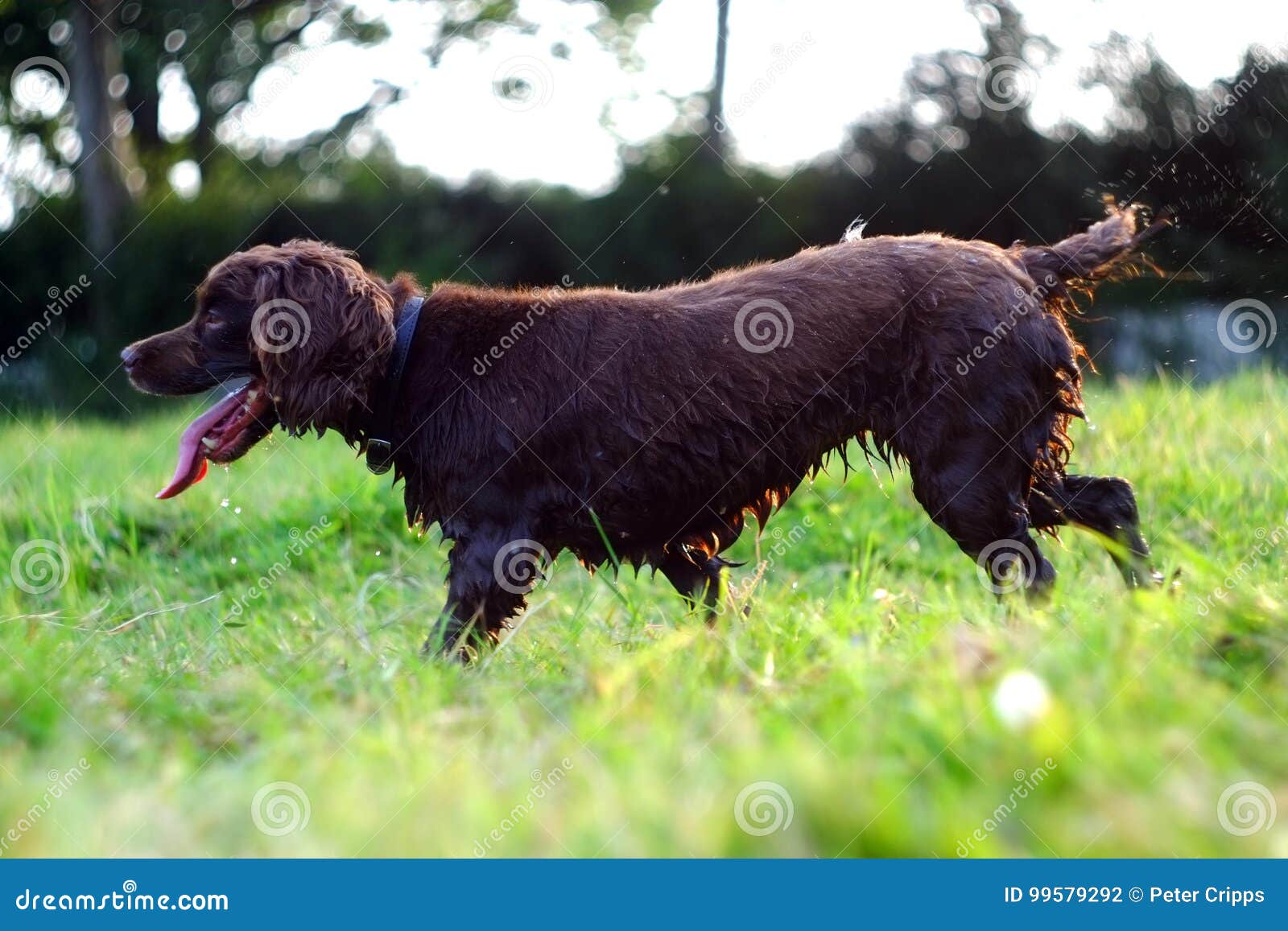 Wet dog stock photo. Image of working, shooting, cocker - 99579292