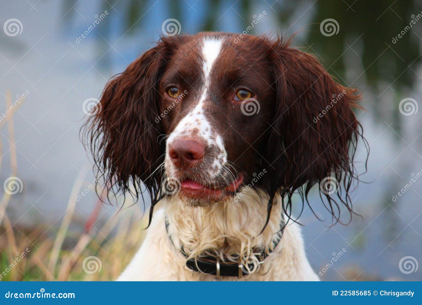 A Wet Working English Springer Spaniel Stock Image - Image of doggy ...