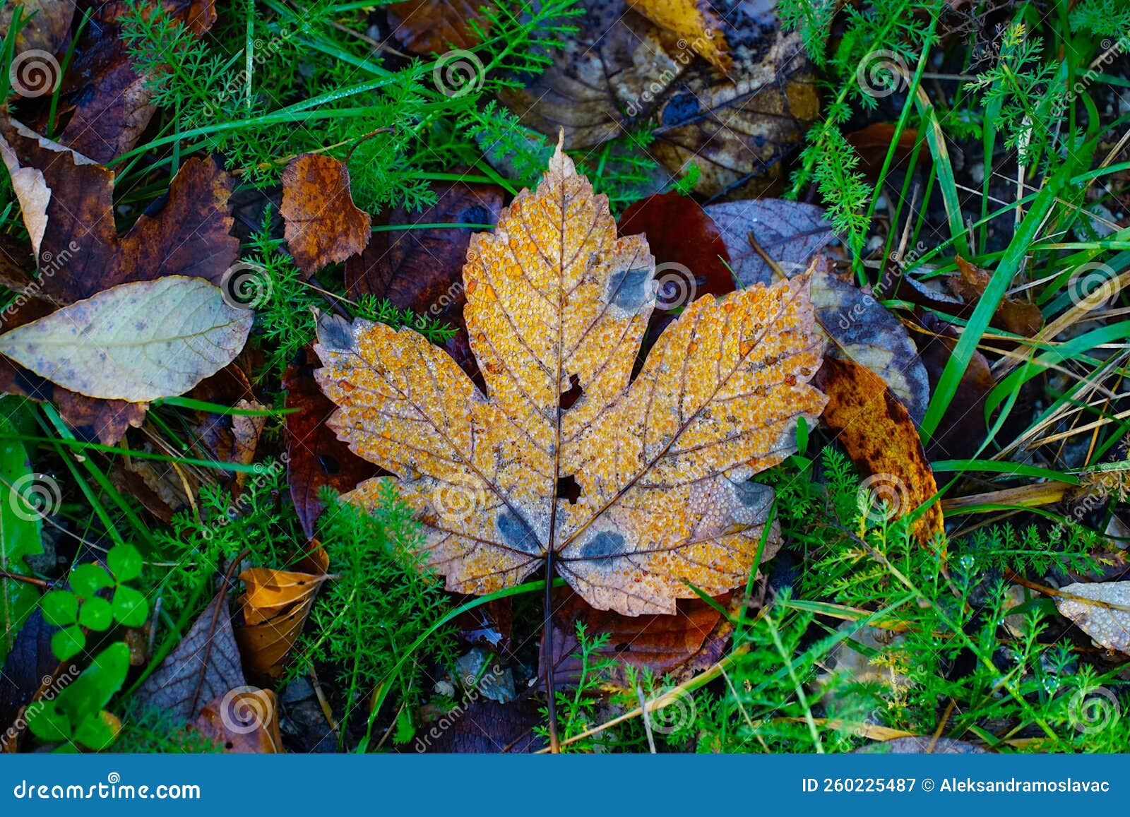 Wet Yellow Autumn Maple Leaf on Dewy Autumn Grass Stock Image - Image ...