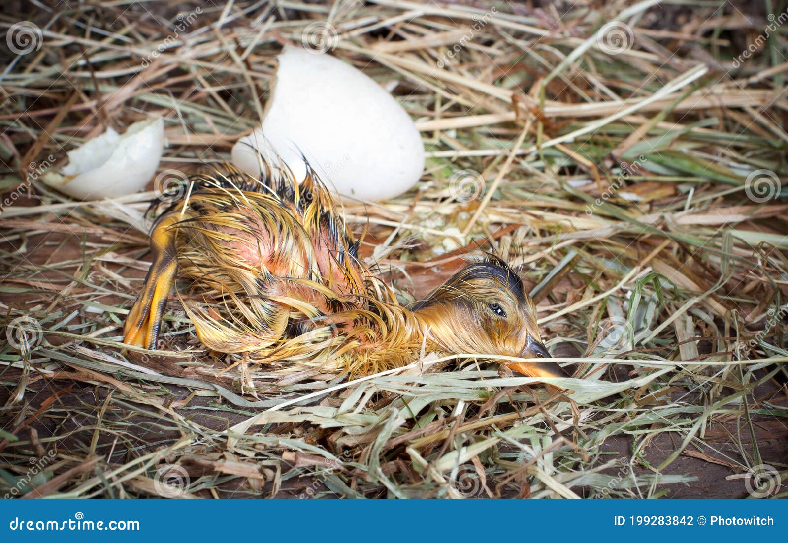 Wet Yellow Hatched Duckling Stock Photo - Image of shell, hatching ...