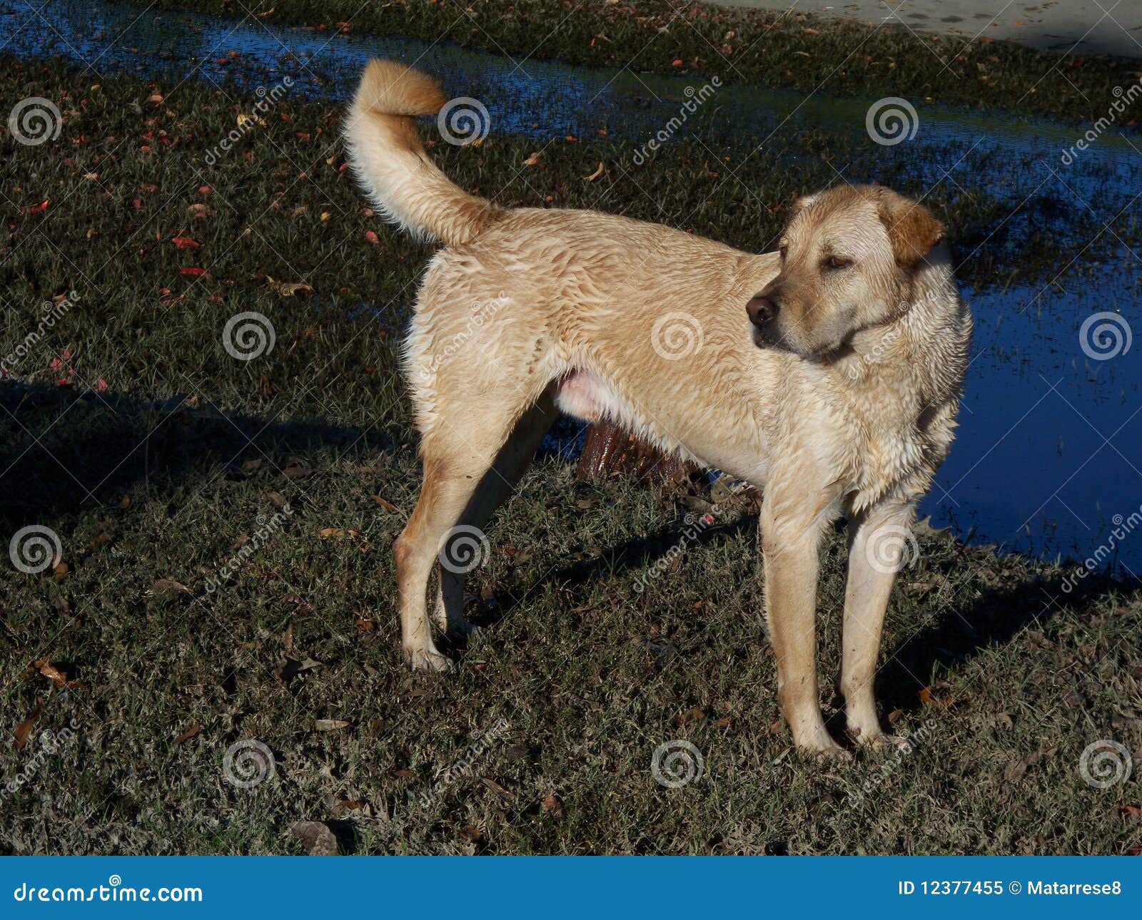 Wet Yellow Lab with Unique Tail Stock Image - Image of green, grass ...