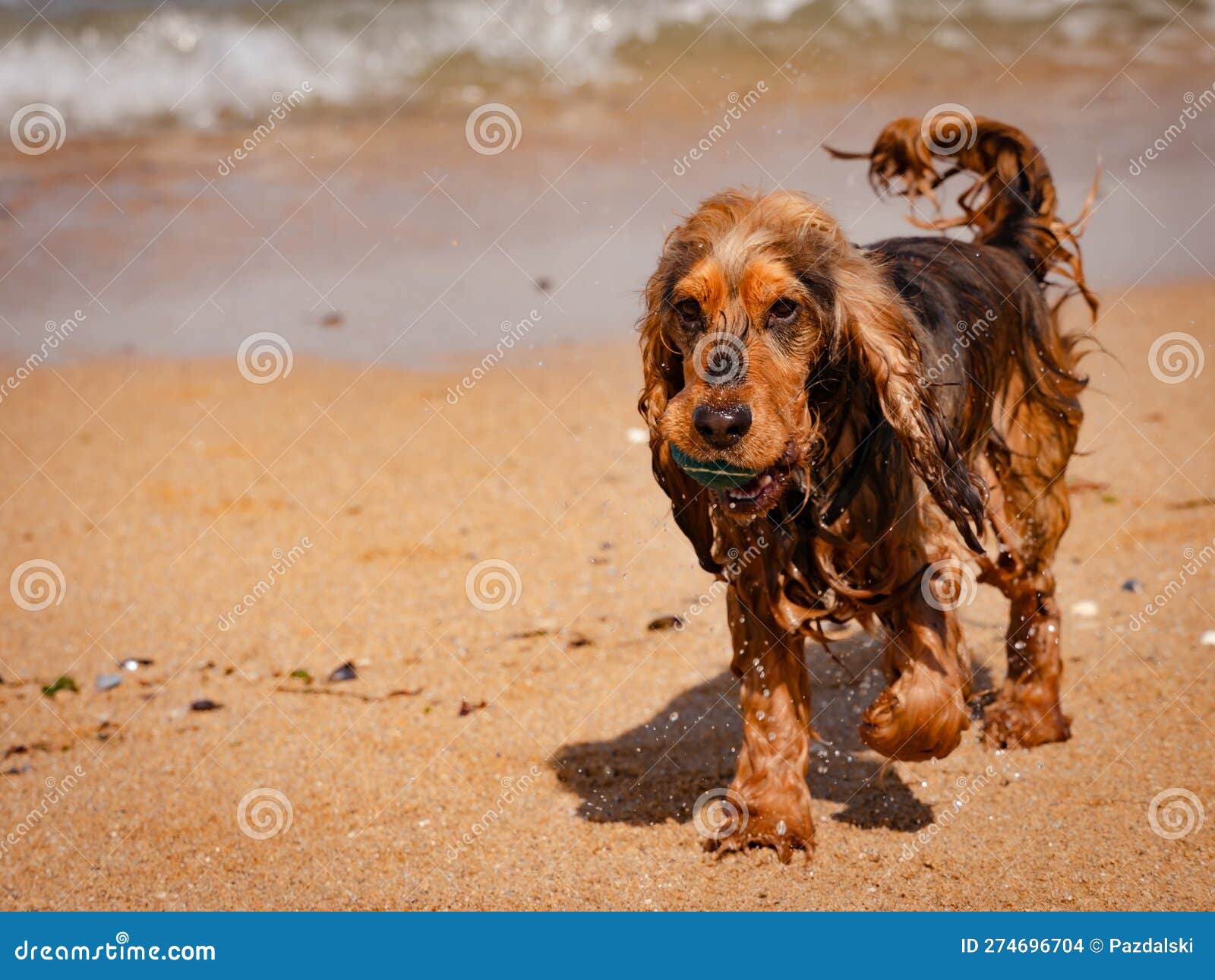 Wet Young Cocker Spaniel on the Beach after Swimming in the Sea Stock ...