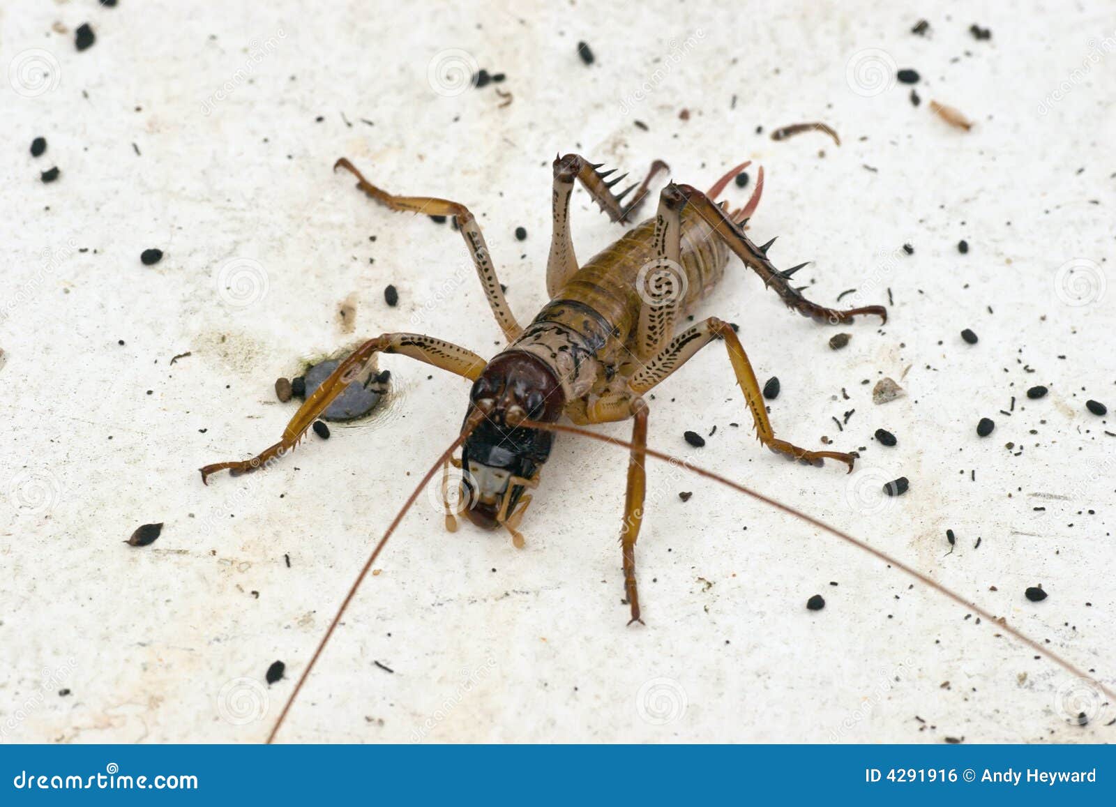 Weta 01 stock photo. Image of orthoptera, cricket, thoracica - 4291916