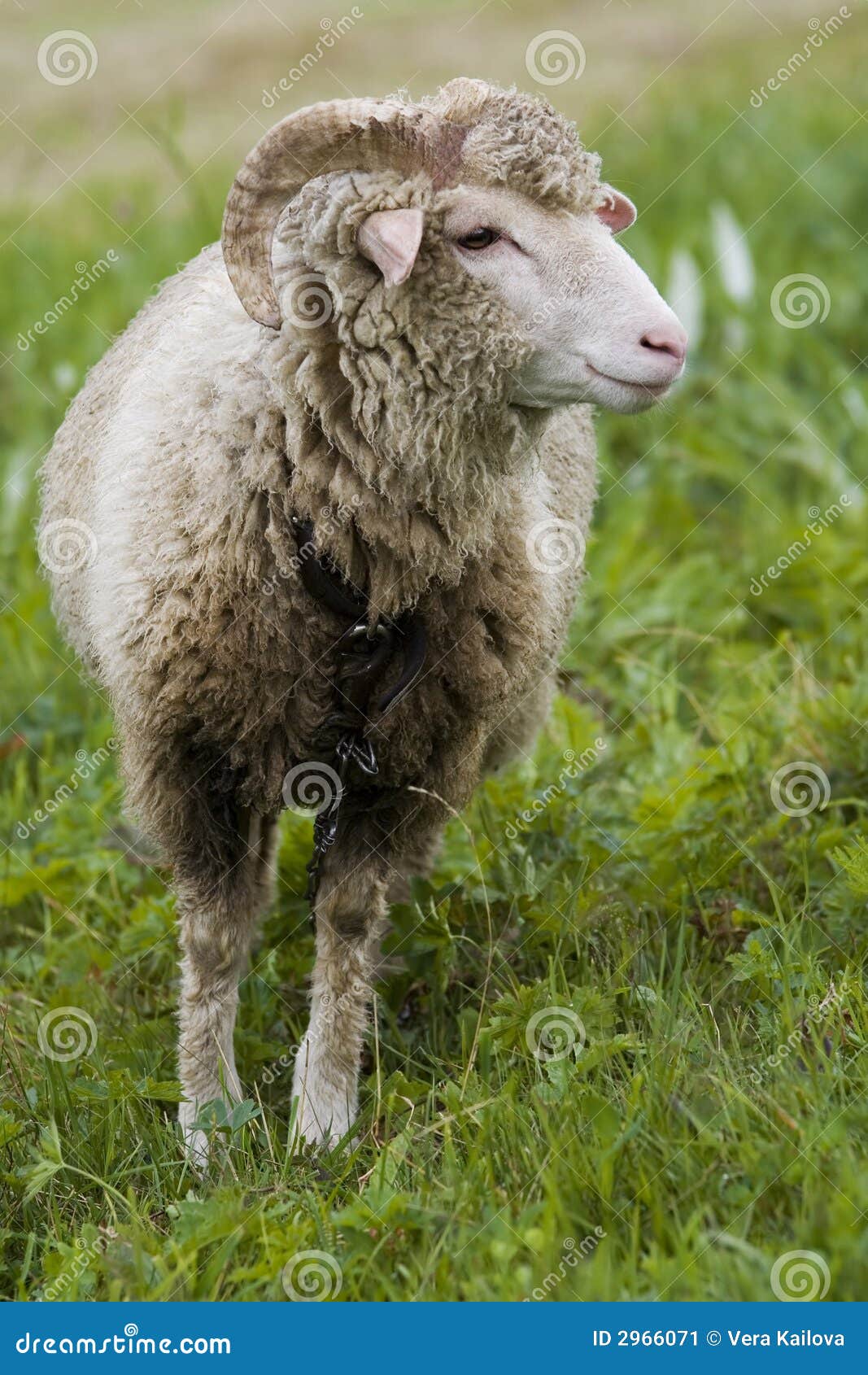 The wether - portrait stock image. Image of wether, animal - 2966071