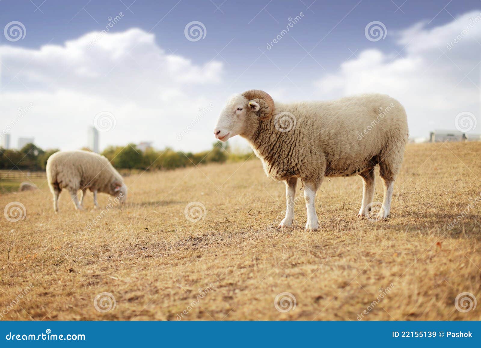 Wether and sheep stock image. Image of friendly, paddock - 22155139