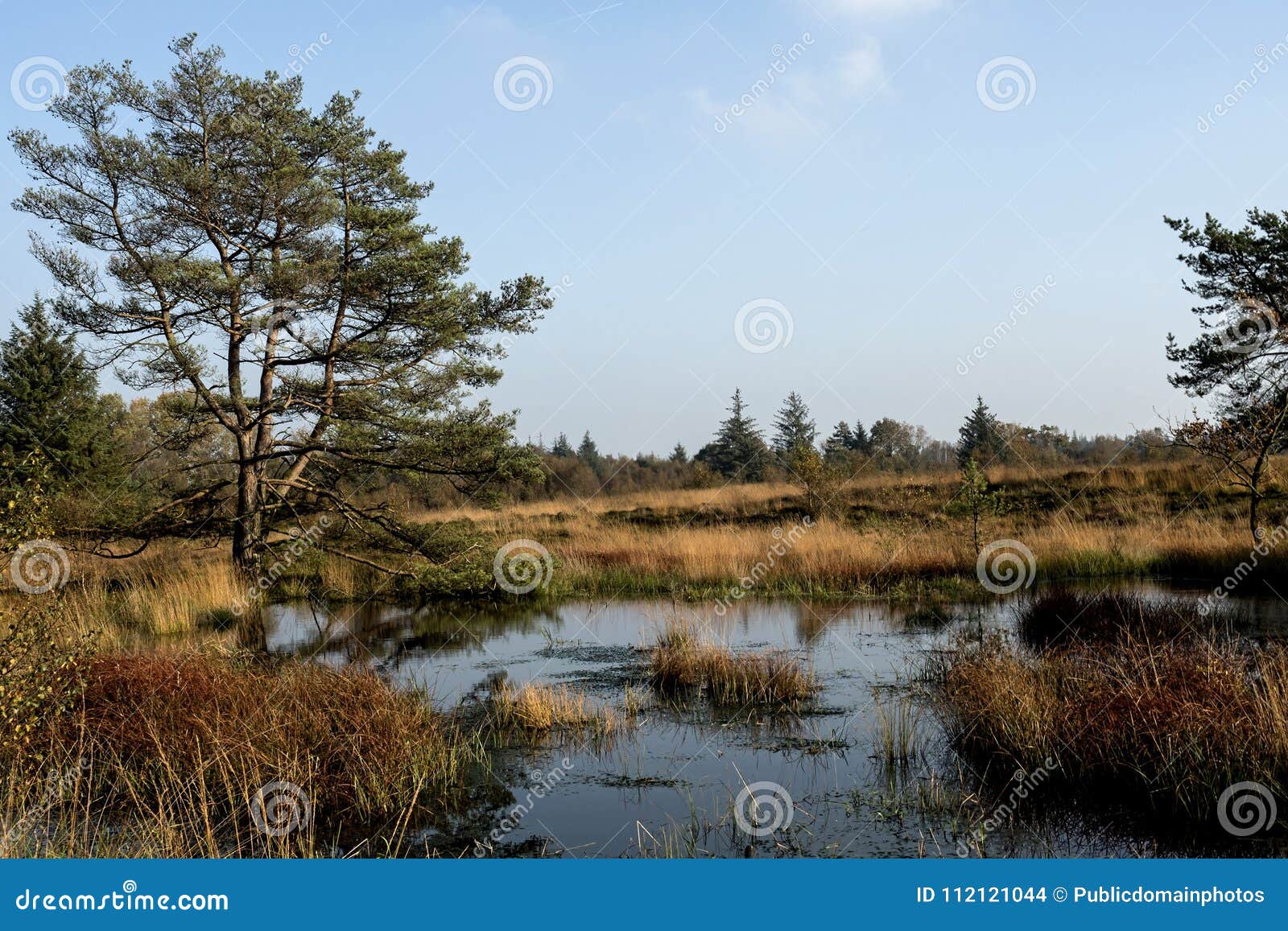 Wetland, Bog, Nature, Ecosystem Picture. Image: 112121044