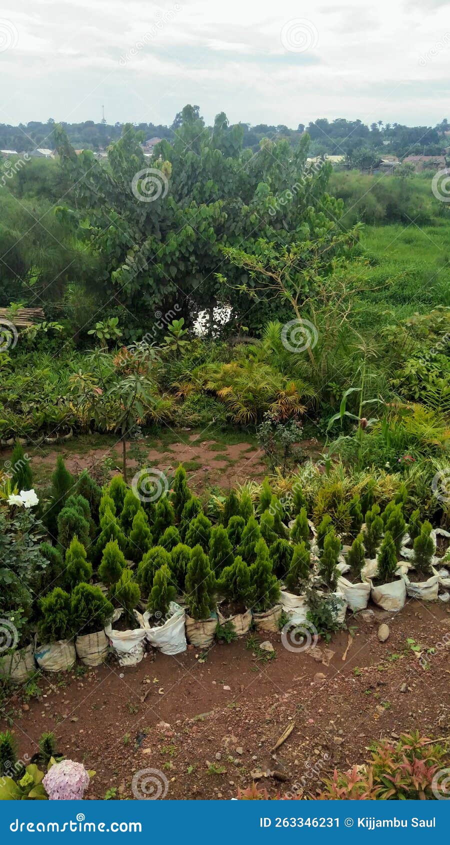 Wetland in Busega Kampala Uganda Where Plants are First Propagated from ...