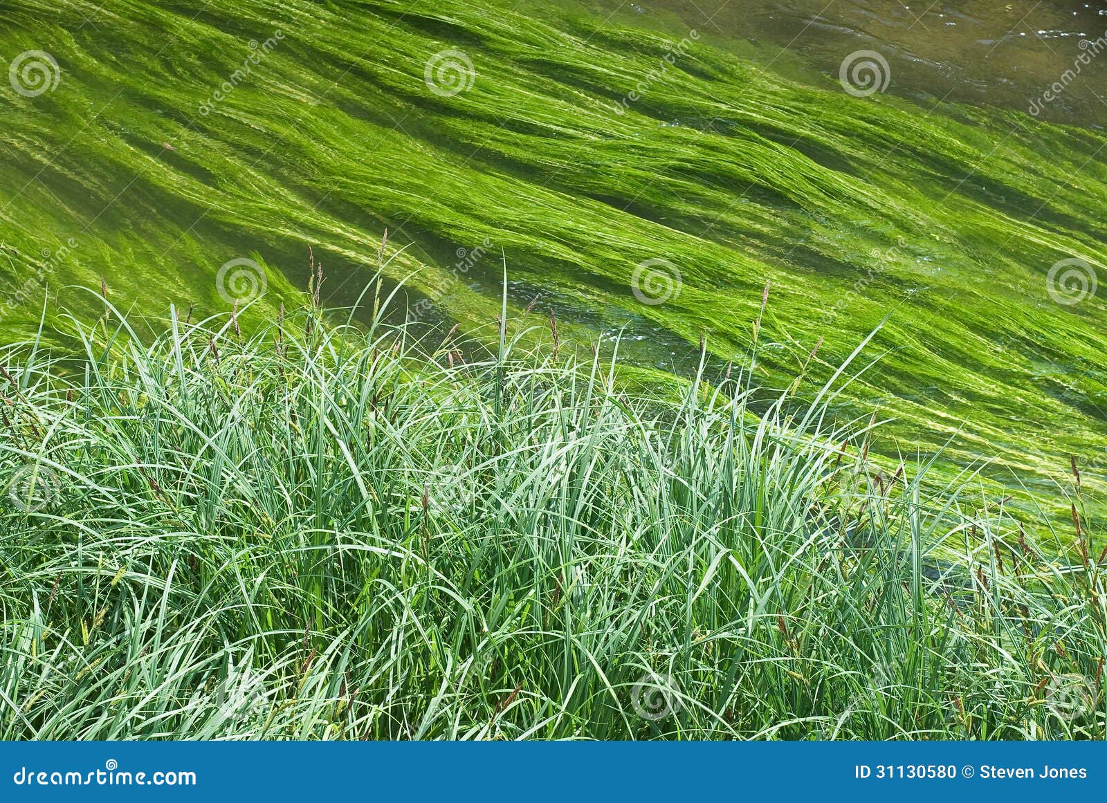 Wetland with Creek and Grass Stock Photo - Image of rural, environment ...