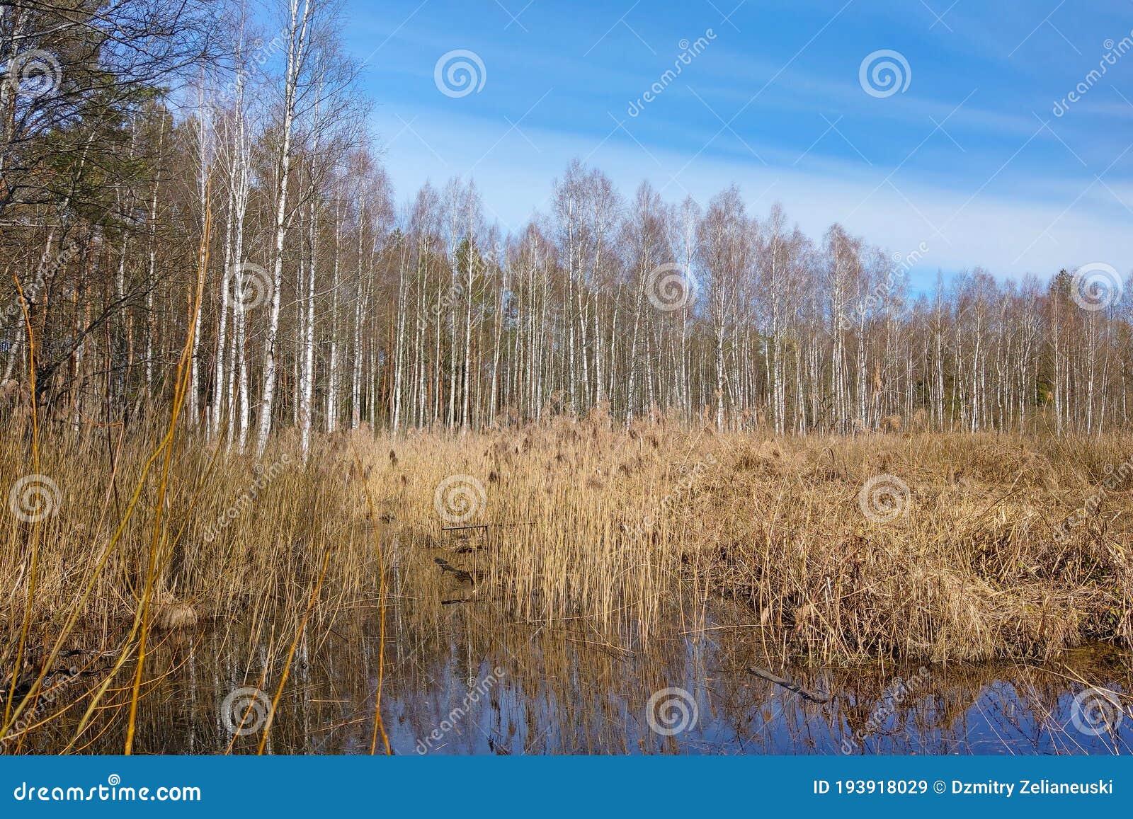 Wetland at the Edge of the Forest Stock Image - Image of marsh, sunset ...