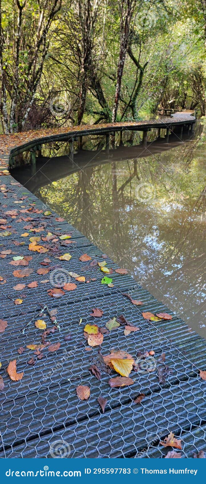 Wetland Flood Plain with Raised Walkway in Nature Reserve Stock Image ...