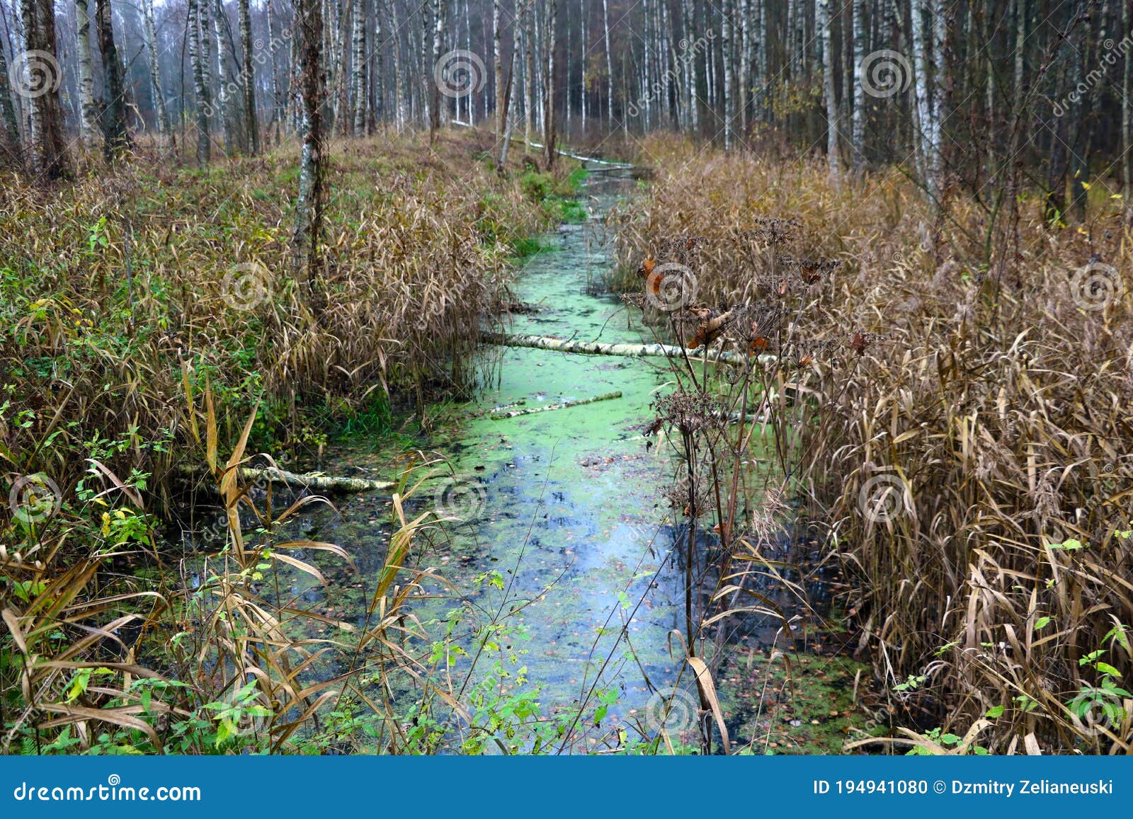 Wetland in the Forest in the Autumn Morning Stock Photo - Image of ...