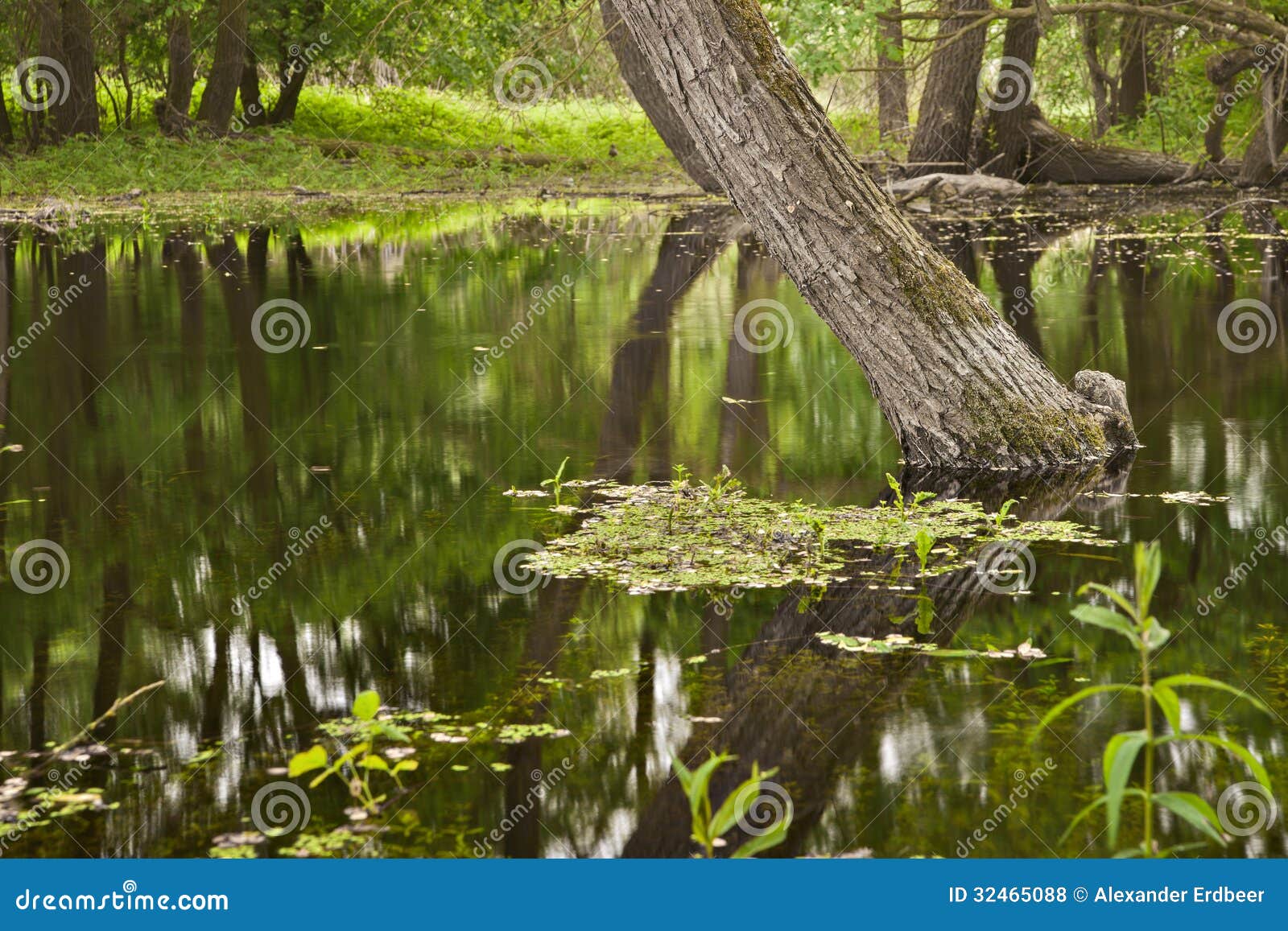 Wetland stock photo. Image of forest, view, marsh, woodland - 32465088