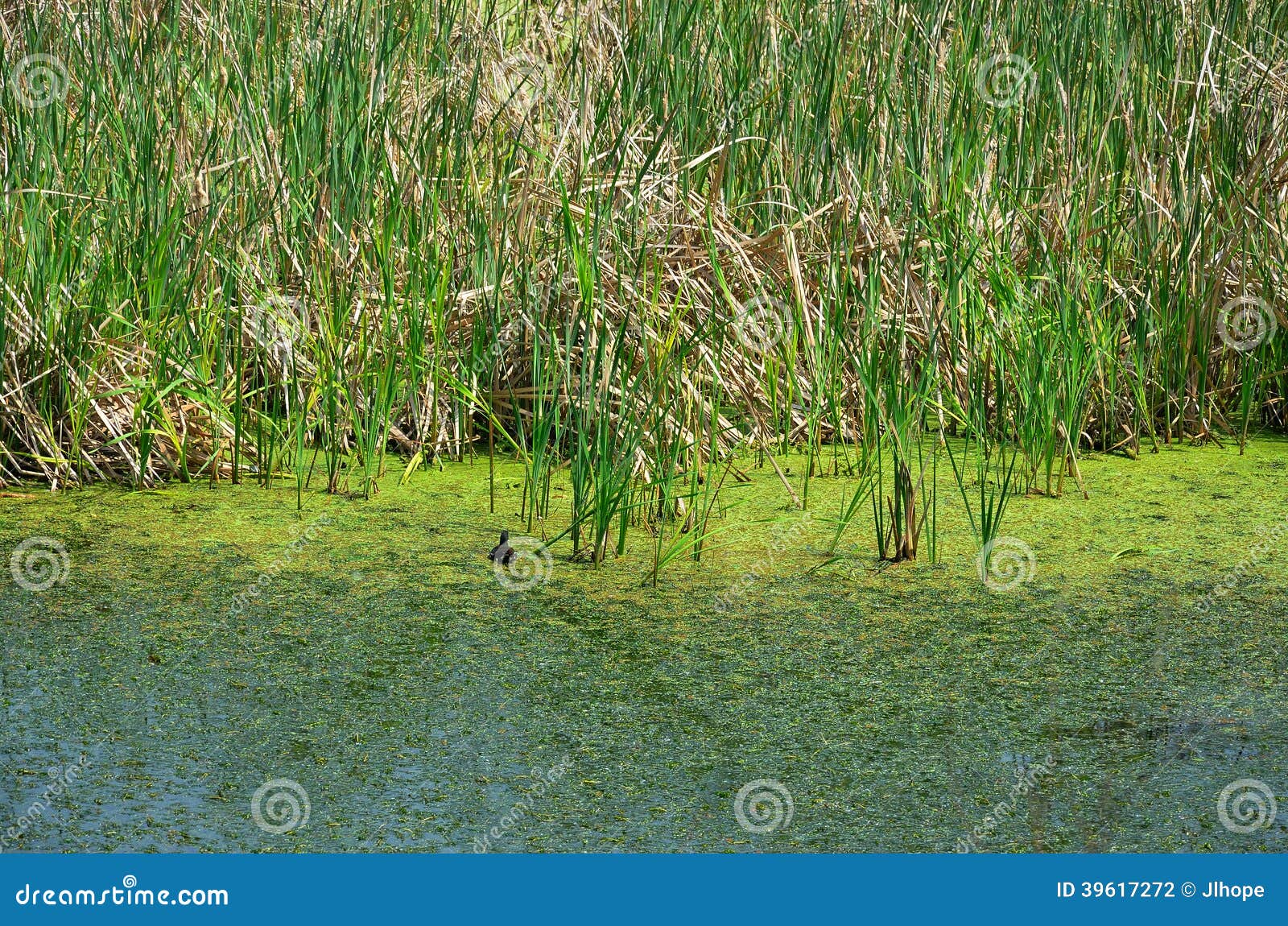 Wetland stock photo. Image of water, lake, wetland, color - 39617272
