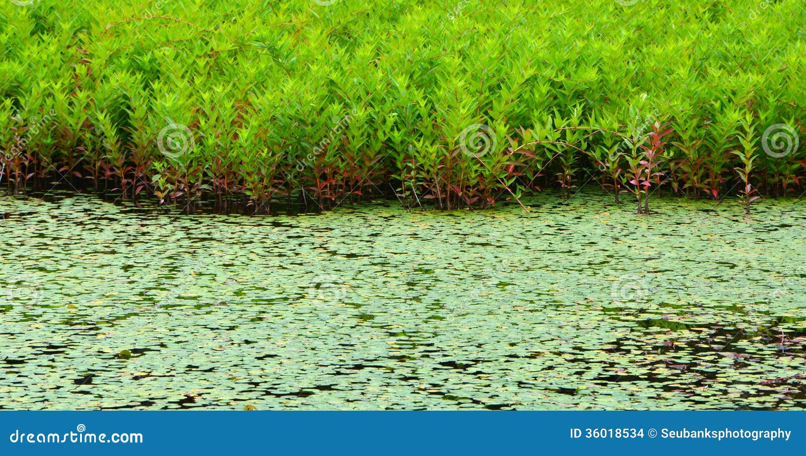 Wetland Greenery stock photo. Image of green, lake, lilly - 36018534