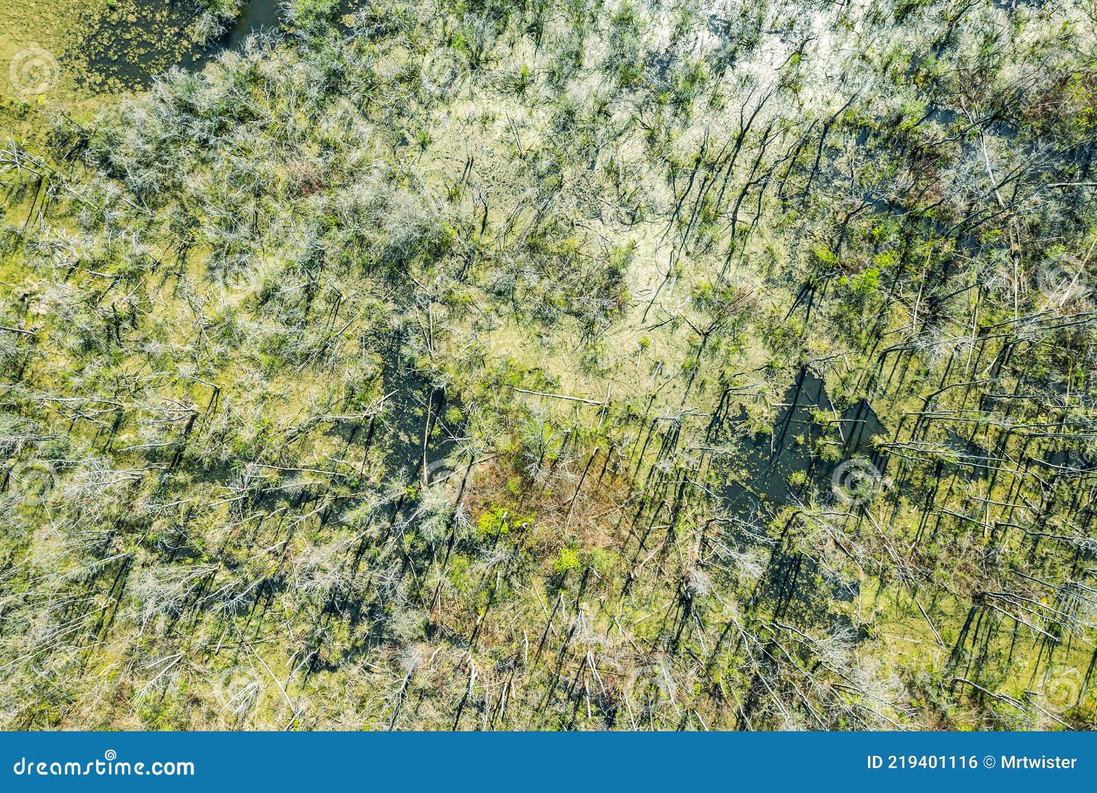 Wetland or Marsh with Fallen Trees. Aerial Top View Stock Photo - Image ...
