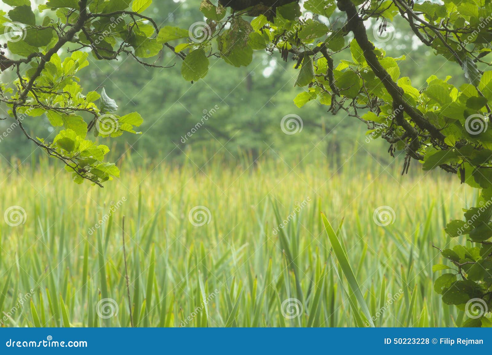 Wetland stock photo. Image of season, soft, view, greenery - 50223228