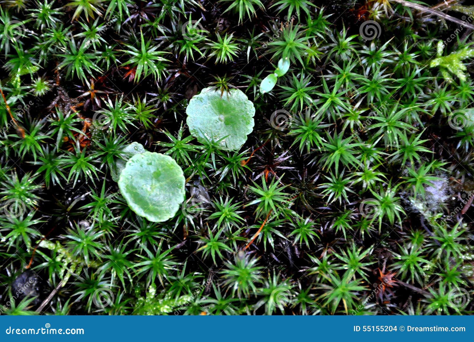 Wetland plant patterns. stock photo. Image of environment - 55155204