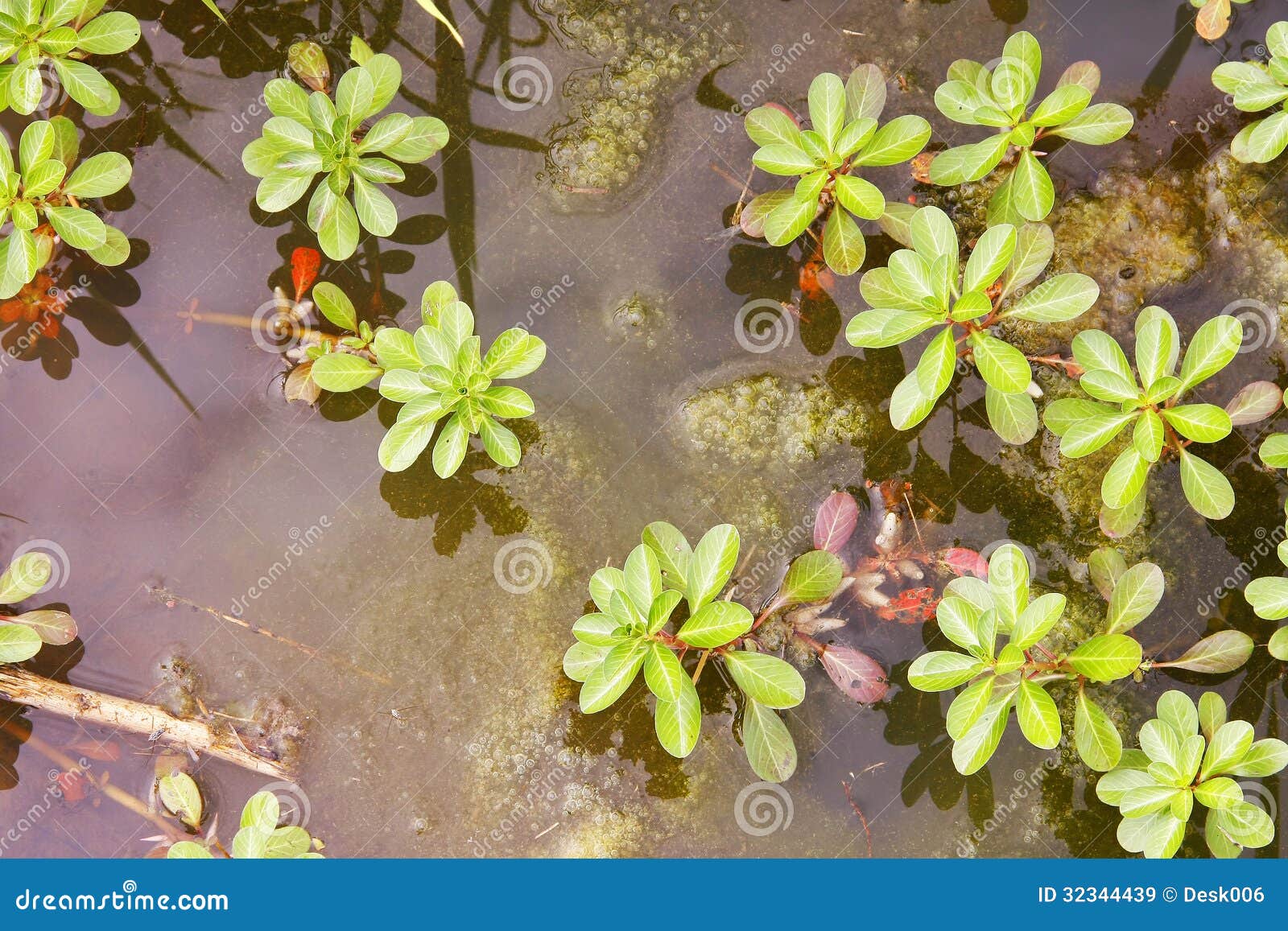 Wetland plants stock image. Image of water, pond, pretty - 32344439