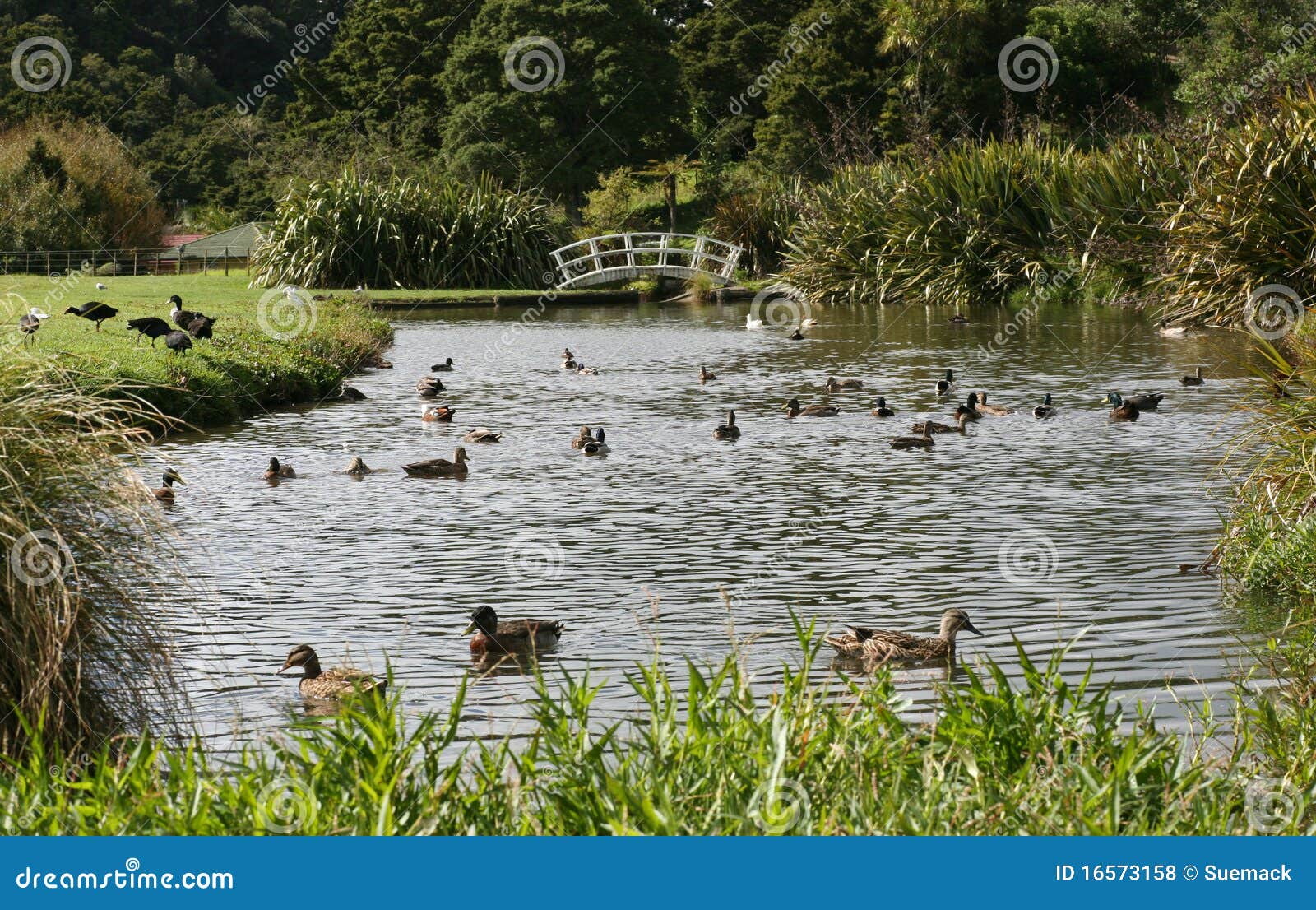 Wetland pond with ducks stock photo. Image of duck, wetland - 16573158