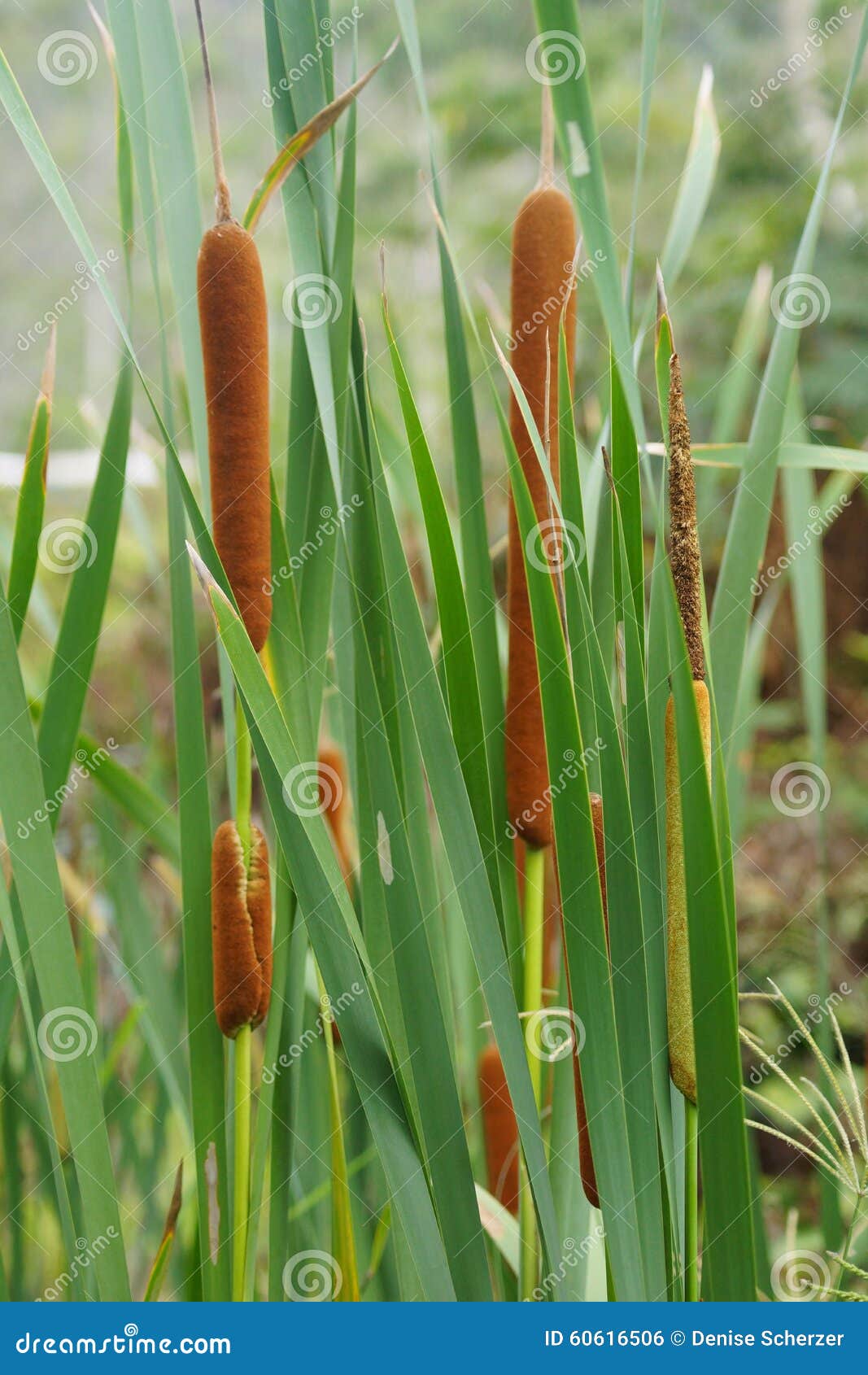 Wetland reed stock photo. Image of brown, marsh, riverbanks - 60616506
