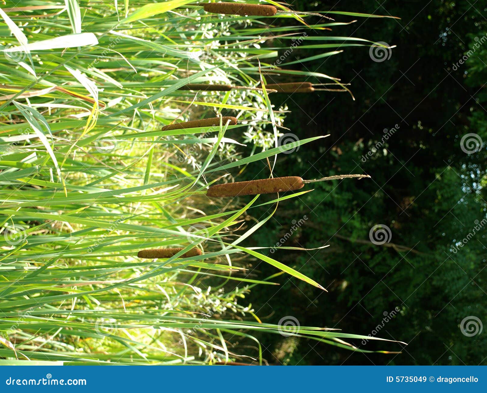 Wetland Reeds stock image. Image of marshy, marsh, plants - 5735049