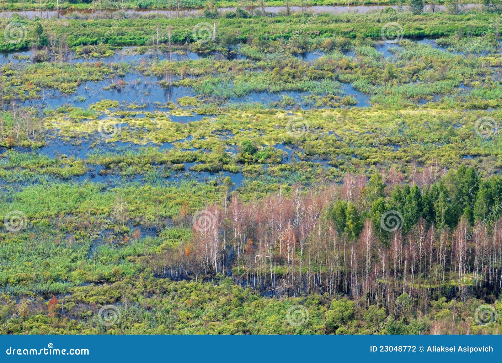 Wetland, swamp, top view stock photo. Image of plant - 23048772