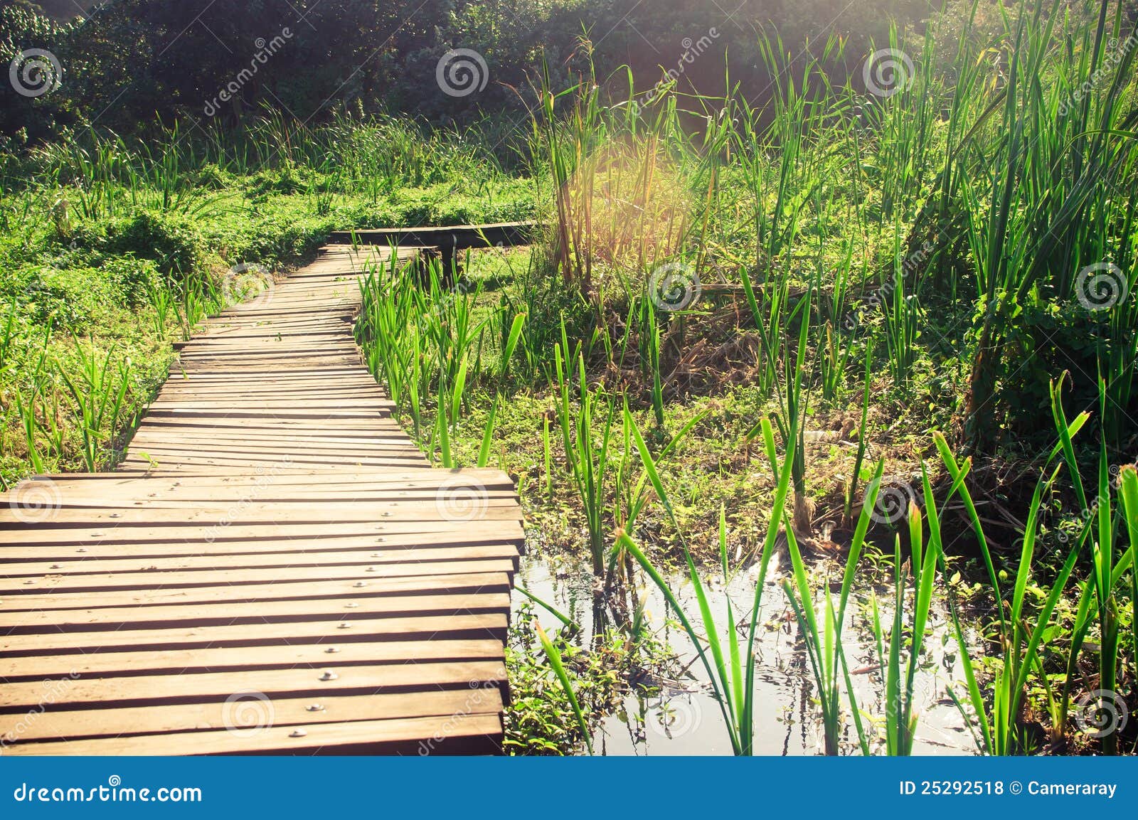 Wetland Wooden Bridge stock photo. Image of green, wooden - 25292518