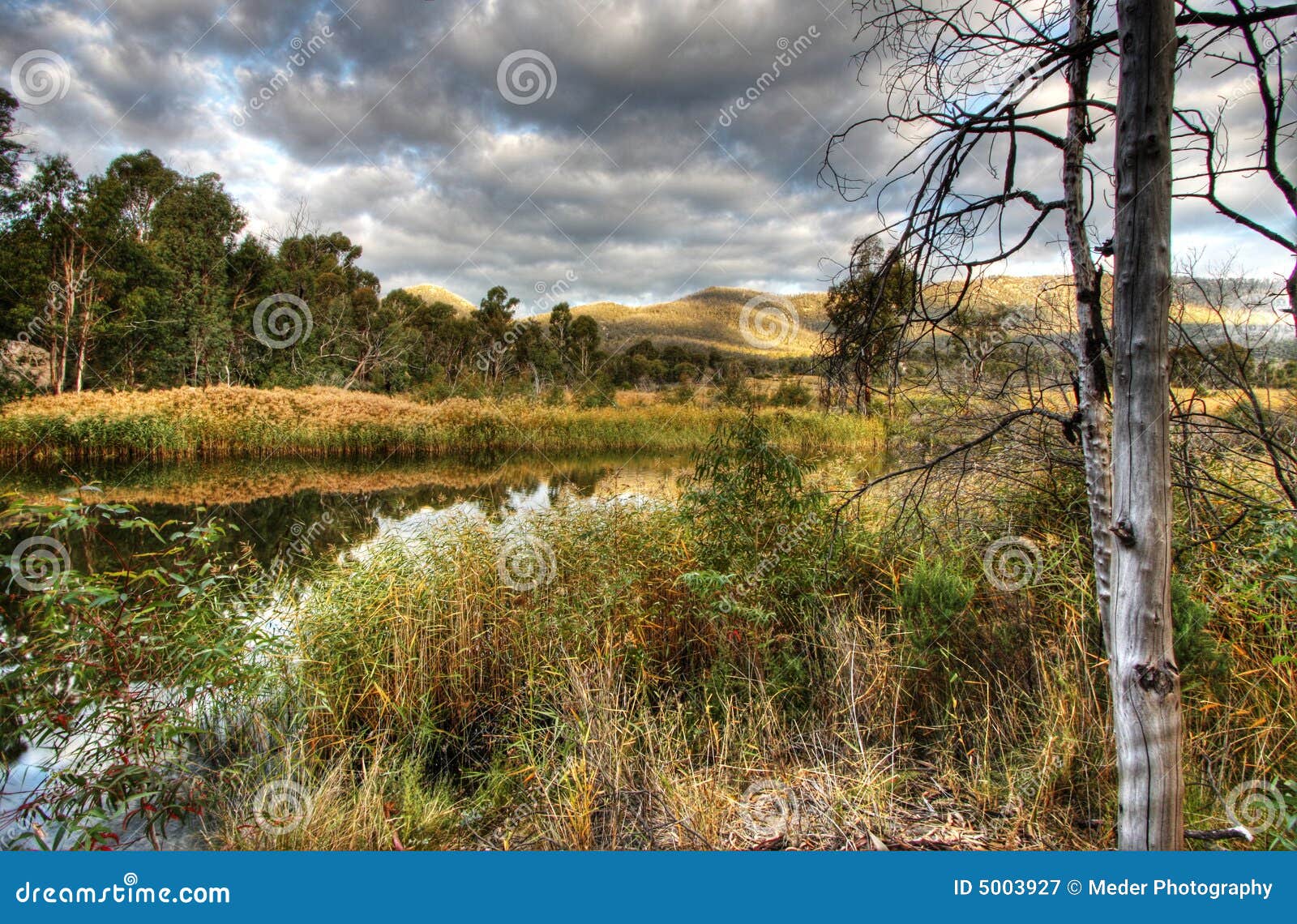Wetlands stock image. Image of nature, forest, peace, light - 5003927