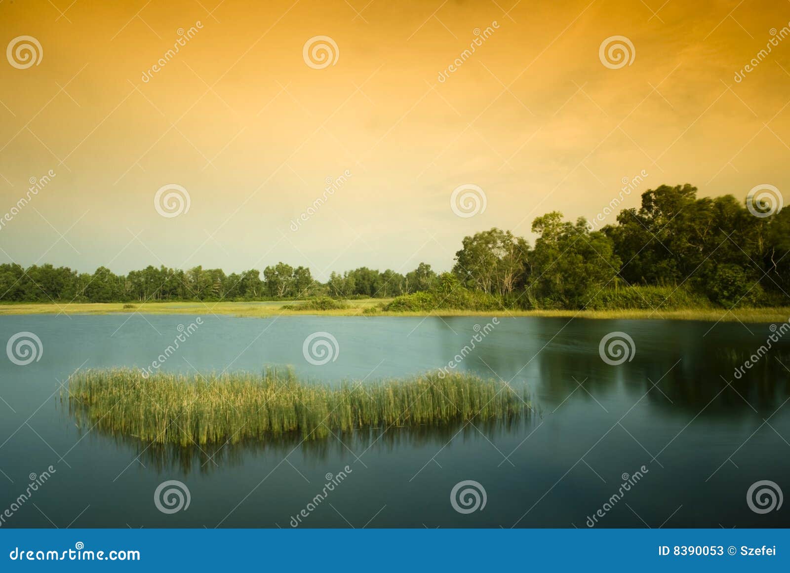Wetlands stock image. Image of bulrush, marsh, color, horizontal - 8390053